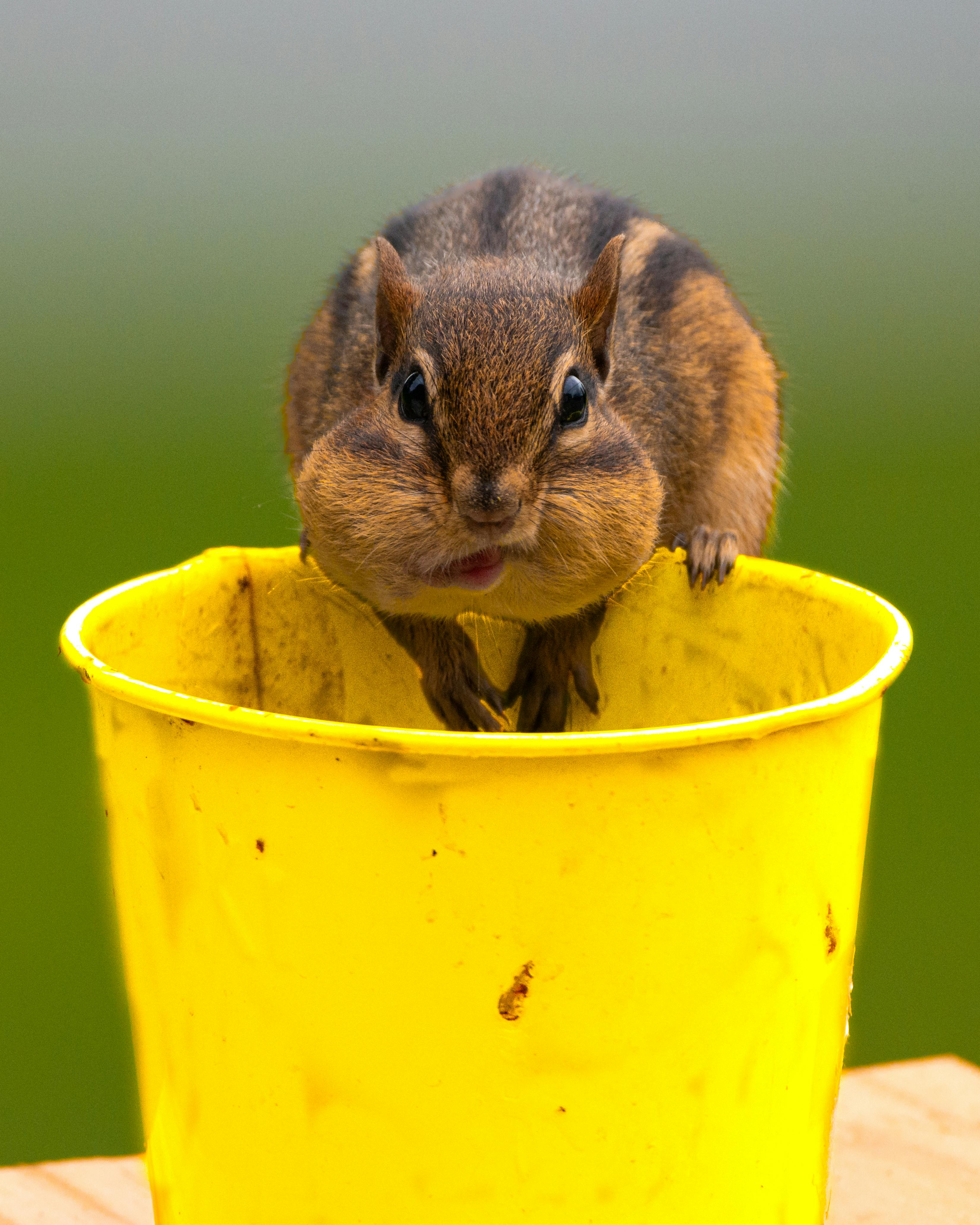 Puffy Cheeks Photos, Download The BEST Free Puffy Cheeks Stock Photos ...