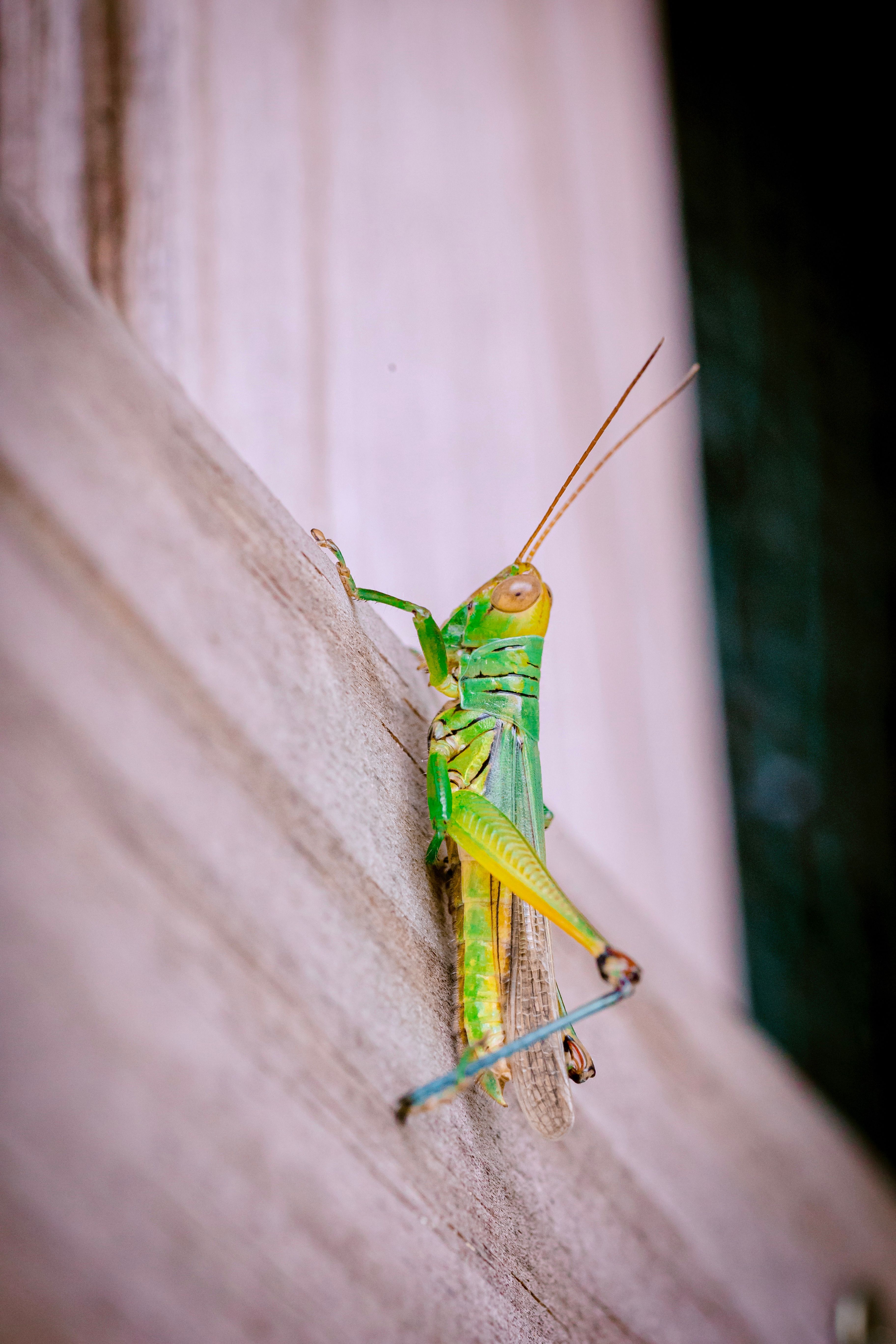 Vibrant Green Grasshopper on Wooden Surface · Free Stock Photo