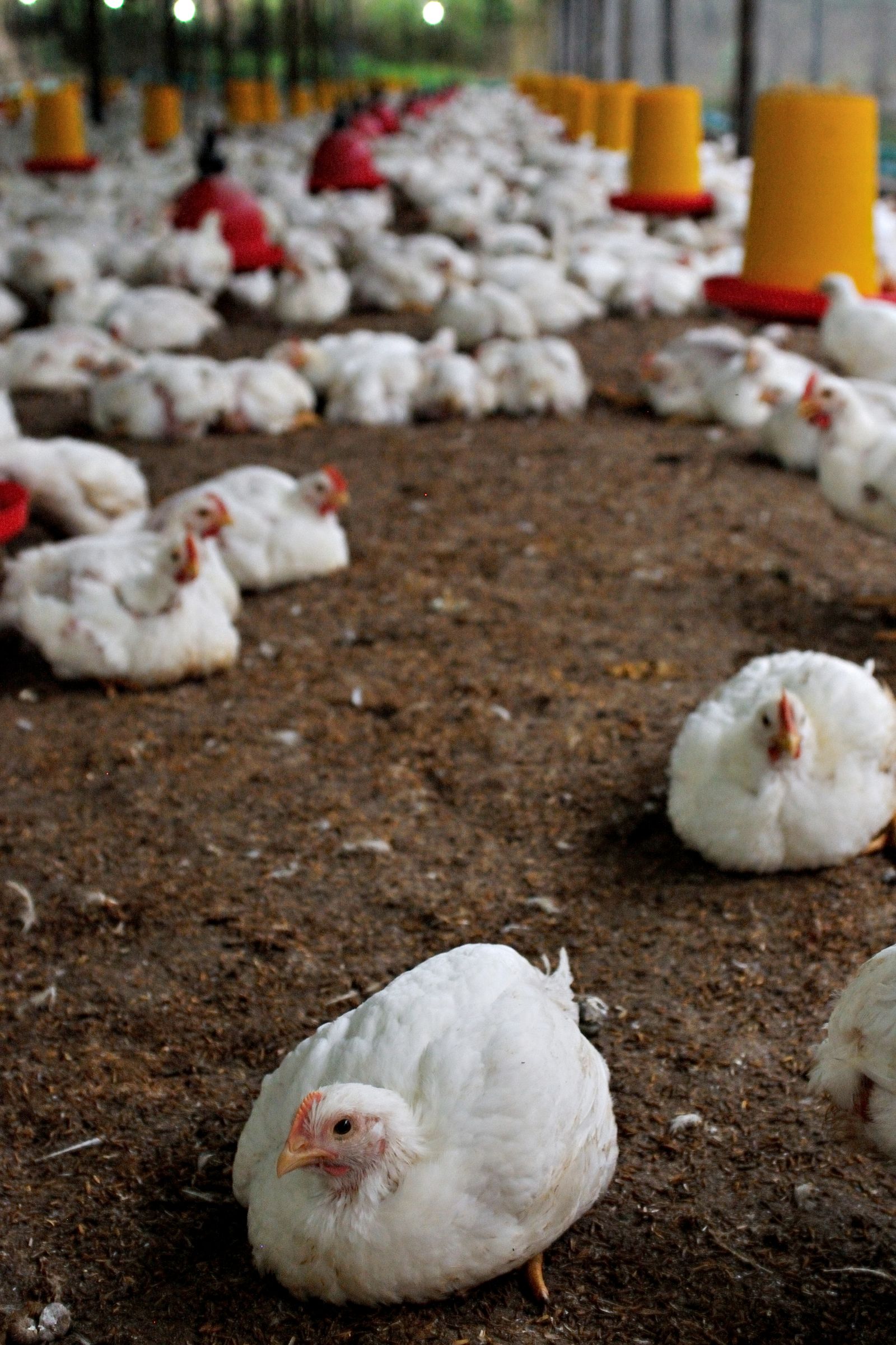 Chicken Hens Photos, Download The BEST Free Chicken Hens Stock Photos ...
