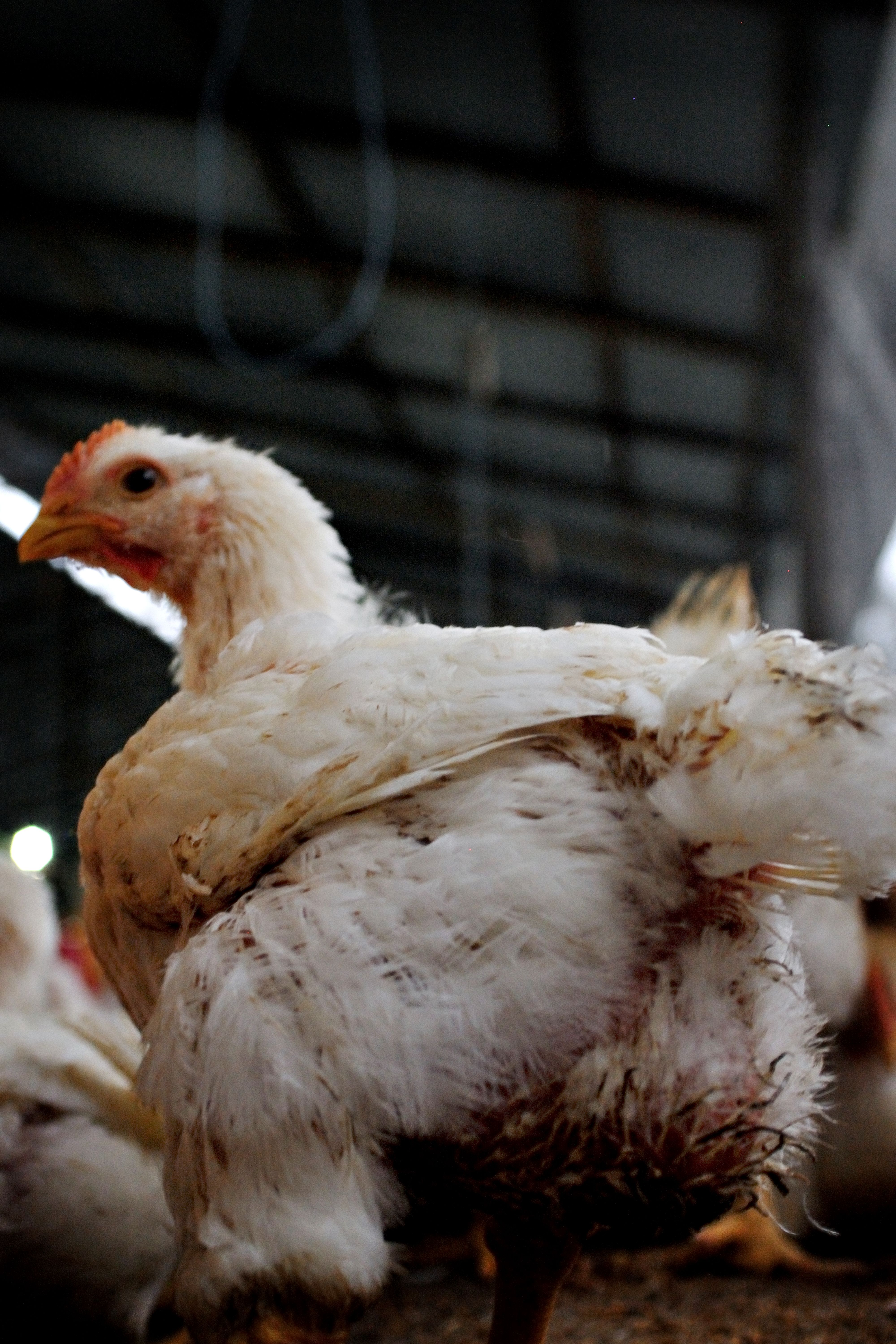 Broiler Chicken Photos, Download The BEST Free Broiler Chicken Stock ...