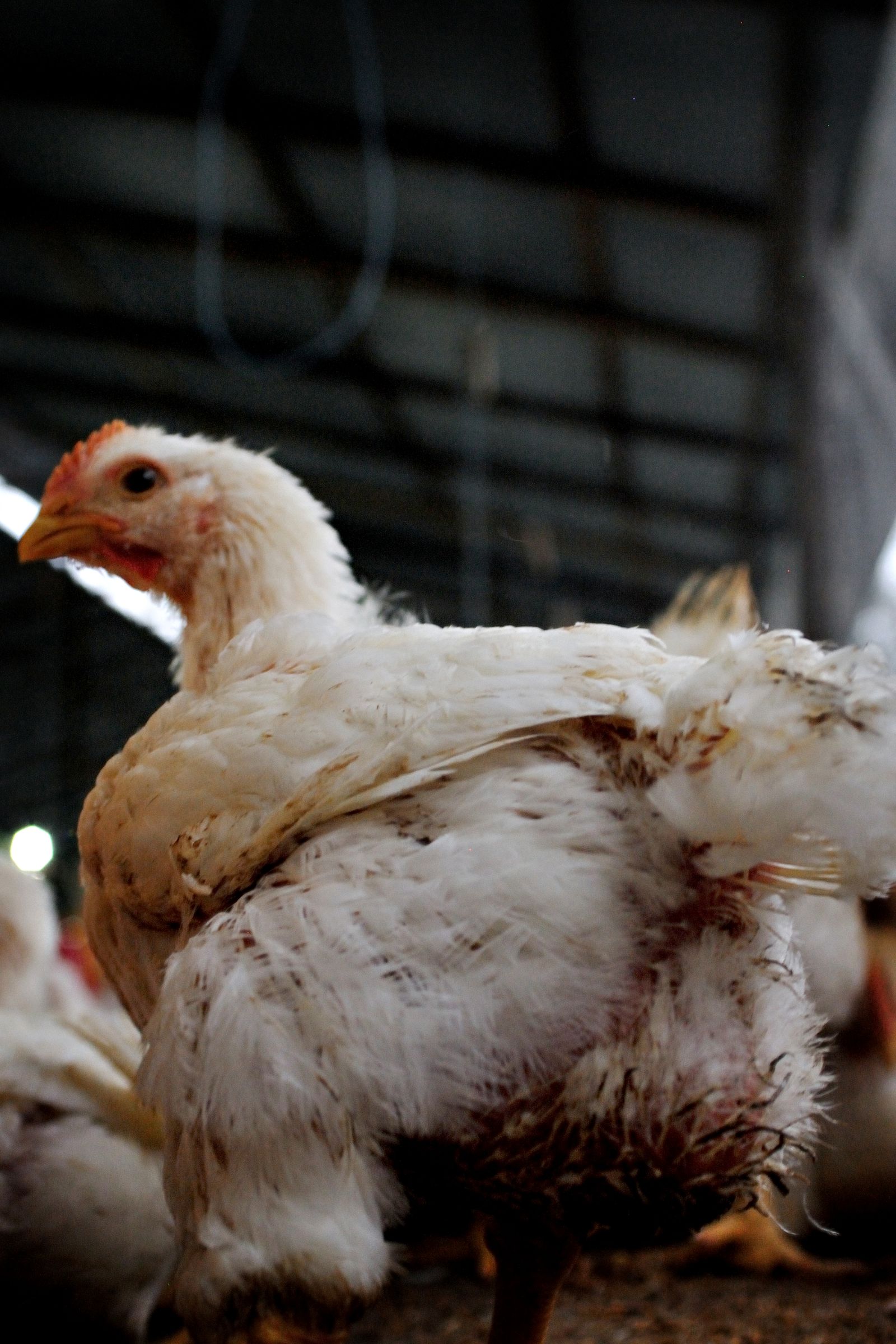 Chicken Jockey Photos, Download The BEST Free Chicken Jockey Stock ...