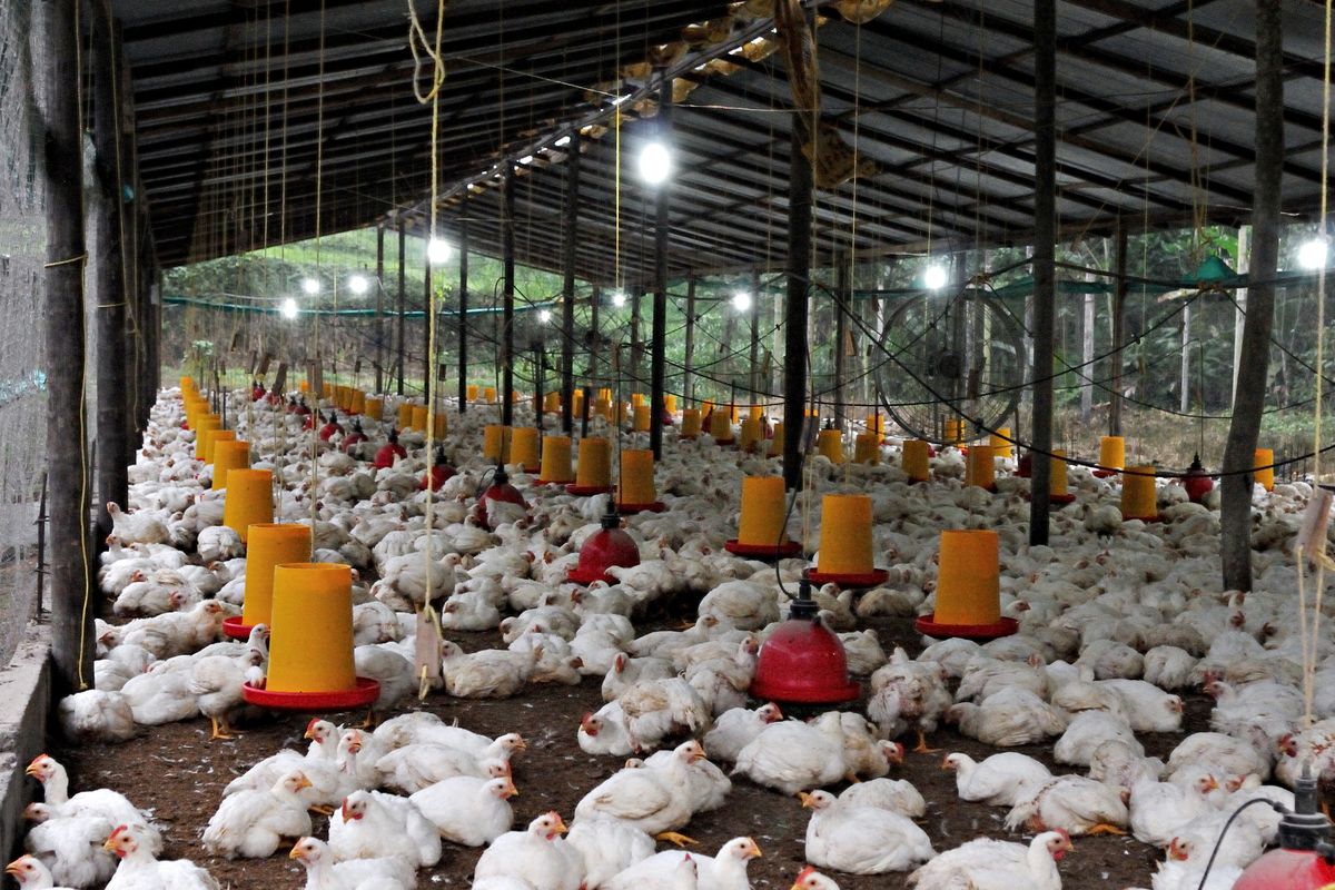 Poultry Farm Photos, Download The BEST Free Poultry Farm Stock Photos ...