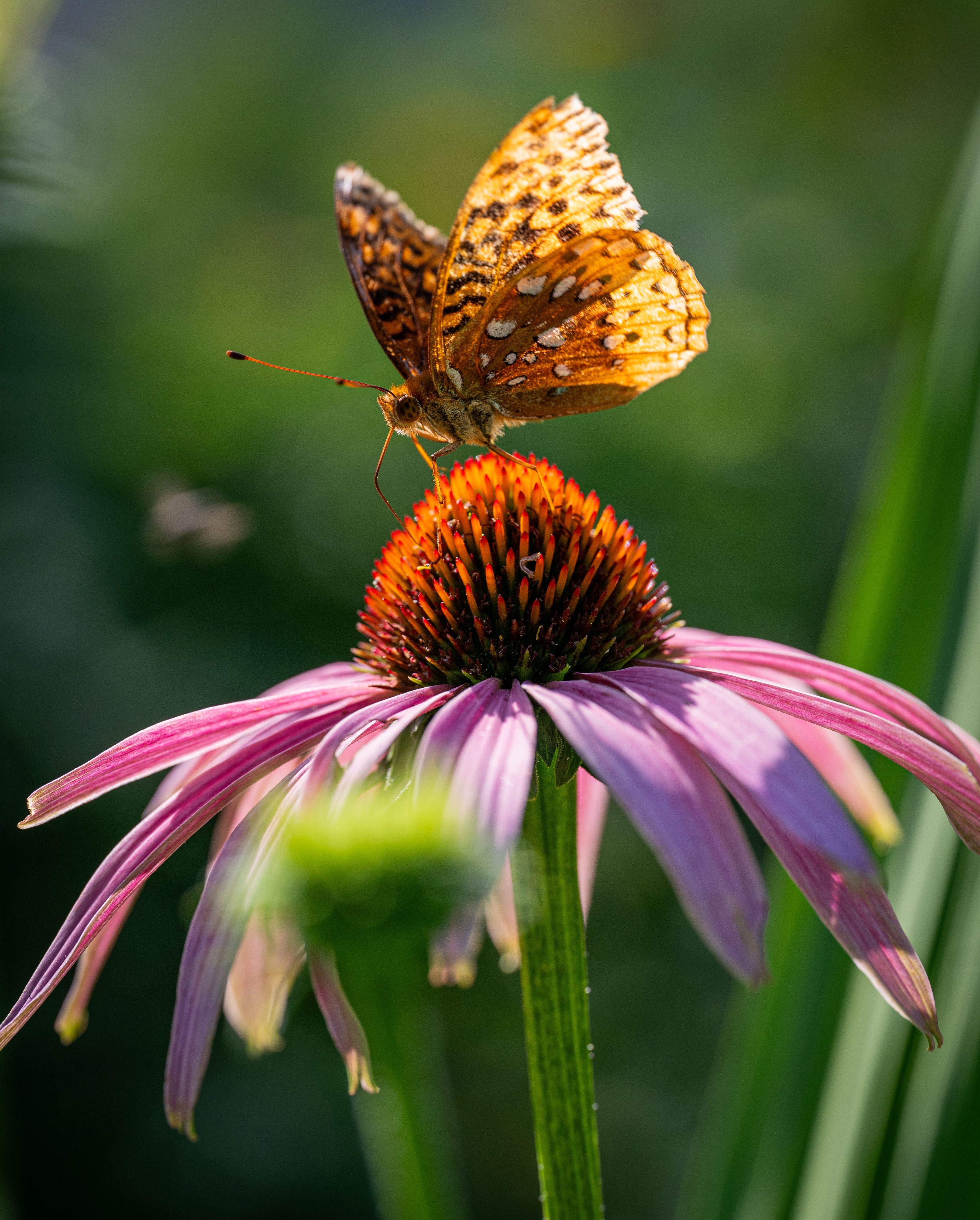 Close-Up Shot of Atlantis Fritillary on Purple Coneflower · Free Stock ...