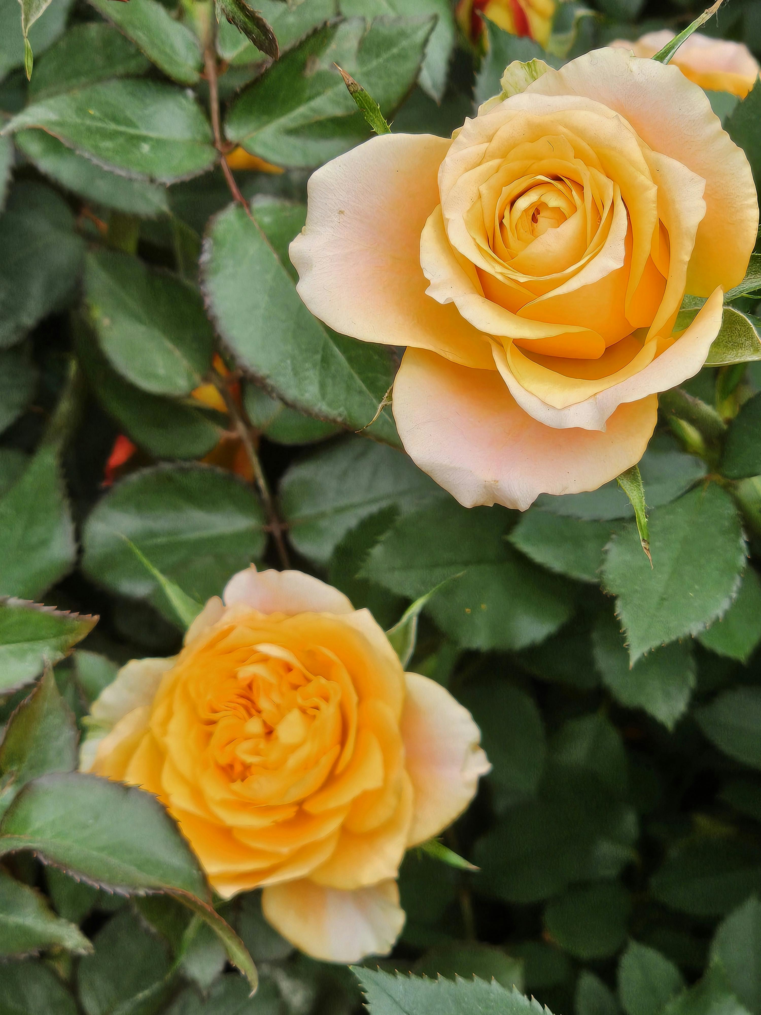 Budding Pokies Photos, Download The BEST Free Budding Pokies Stock Photos & HD Images