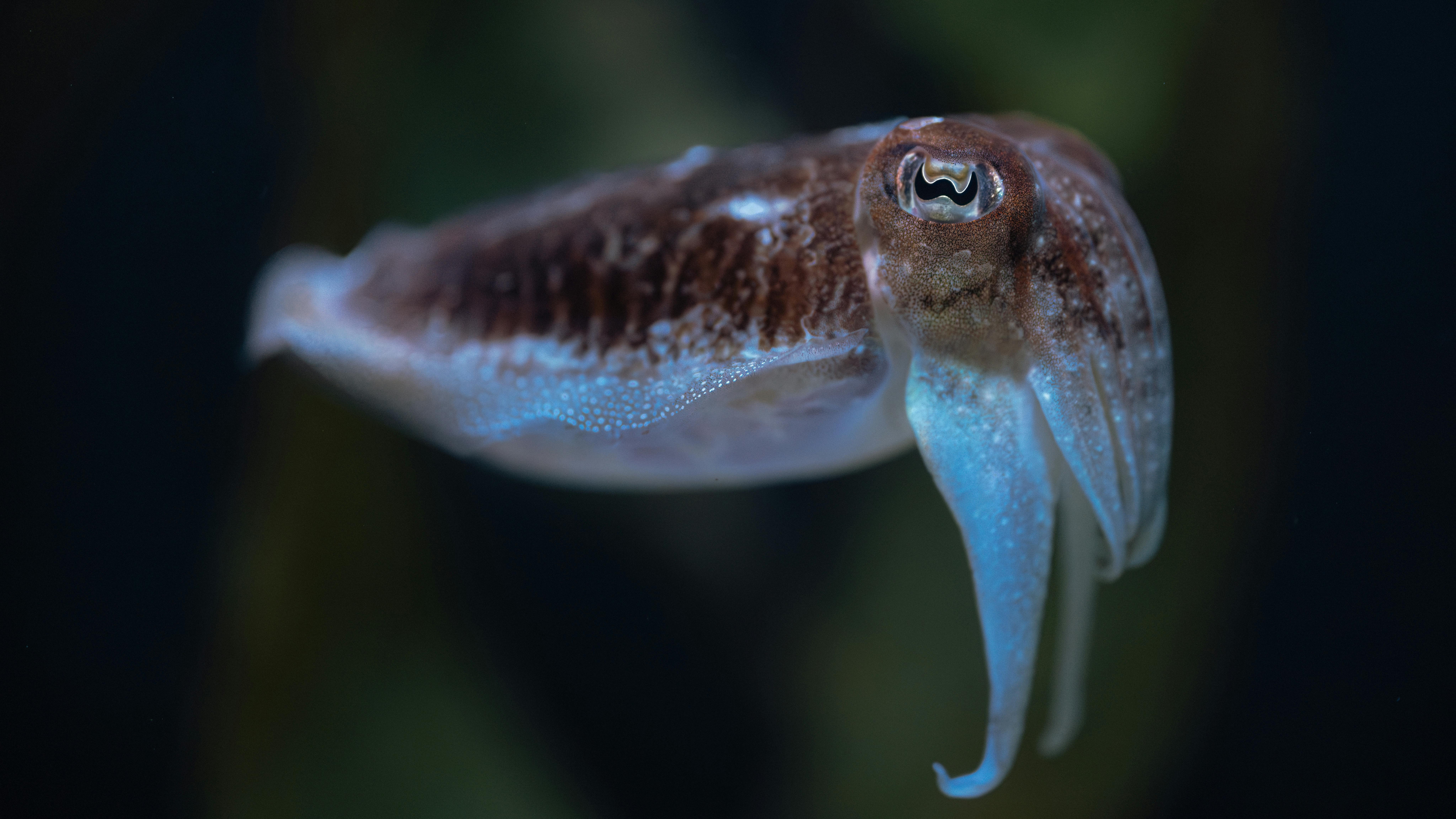 Close-Up of a Cuttlefish in Dark Waters · Free Stock Photo