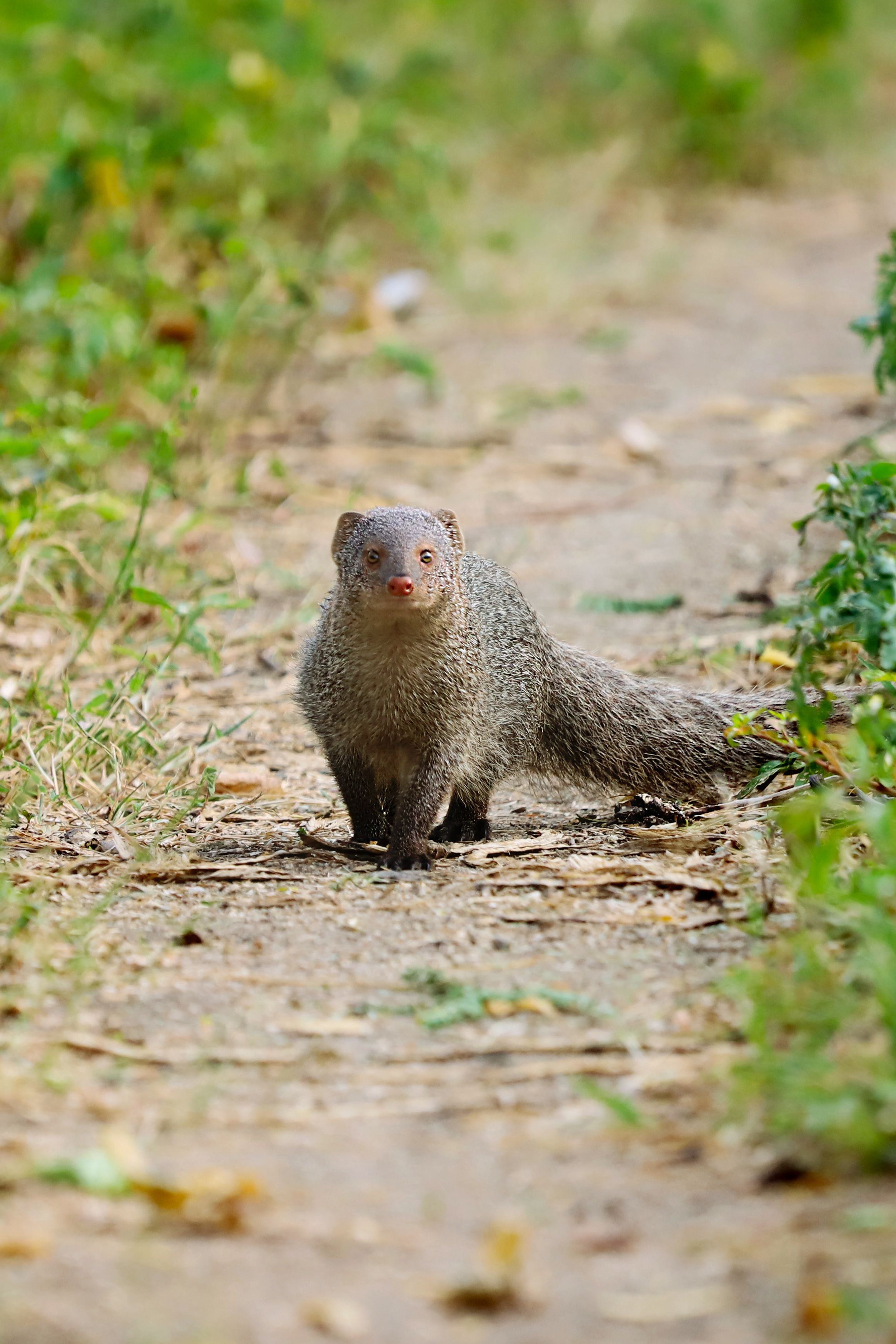 Close-up of Indian Grey Mongoose on Forest Path · Free Stock Photo