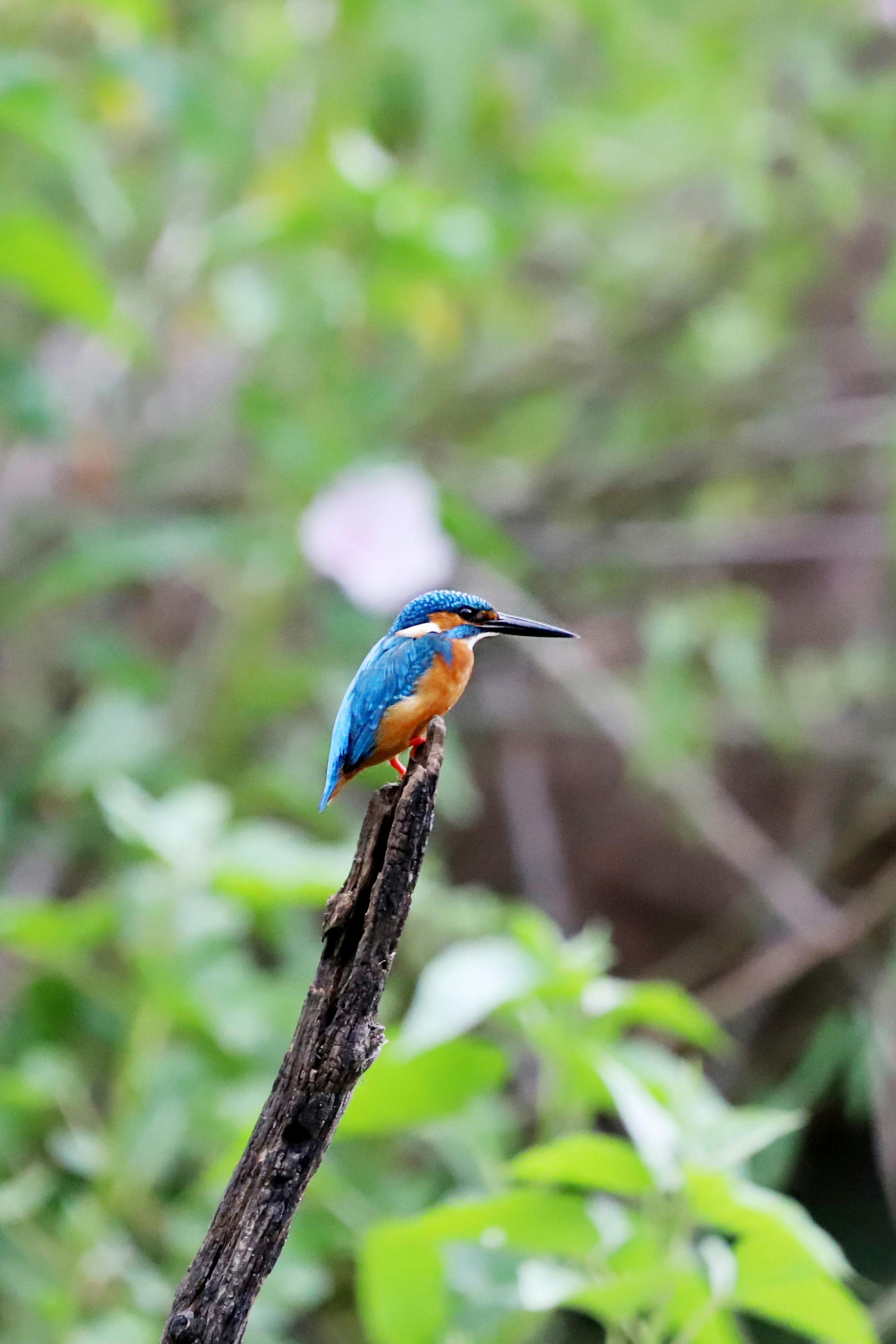 Skinwalker Creature Photos, Download The BEST Free Skinwalker Creature ...