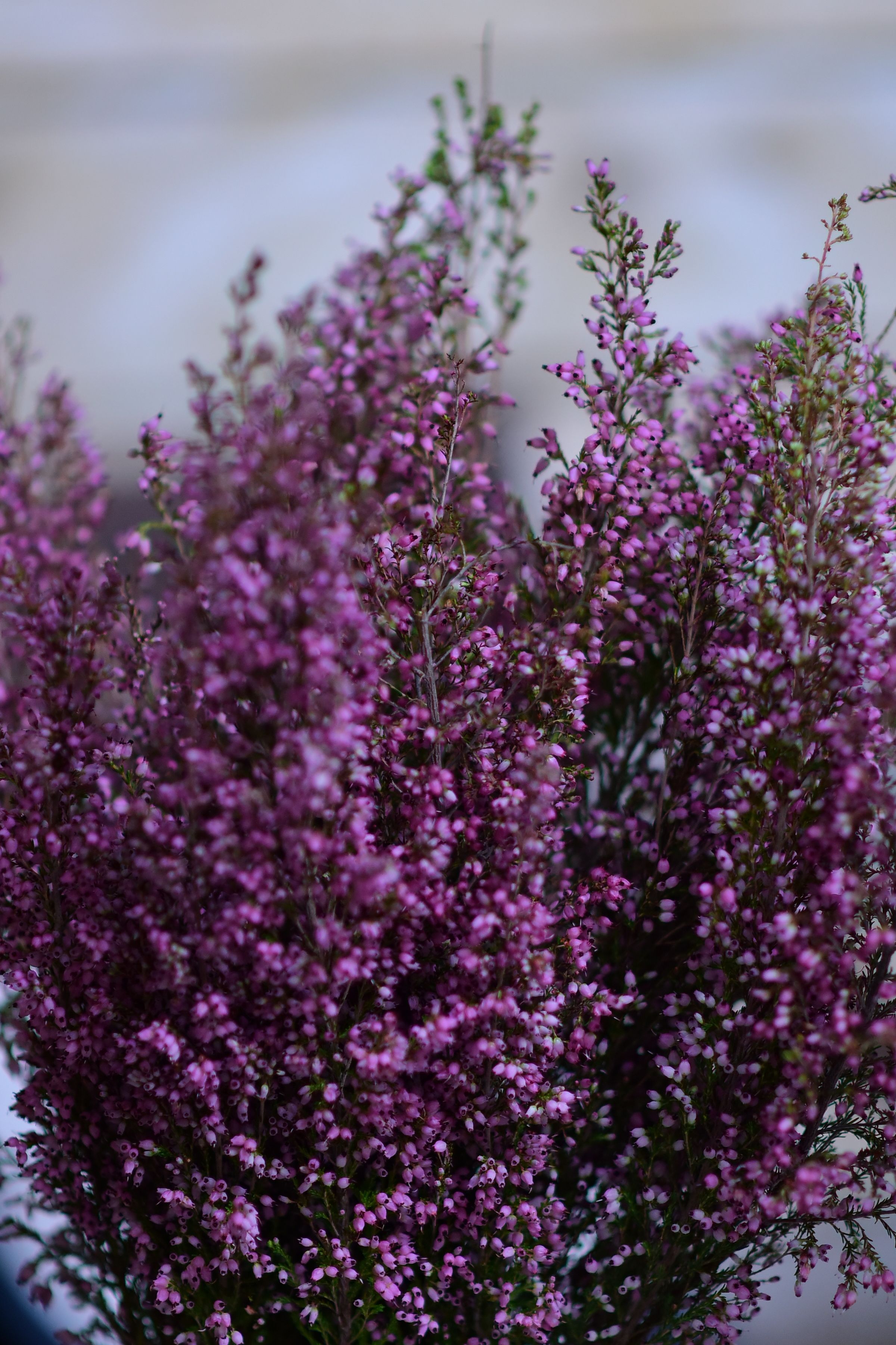 Heathery Texture Photos, Download The BEST Free Heathery Texture Stock ...