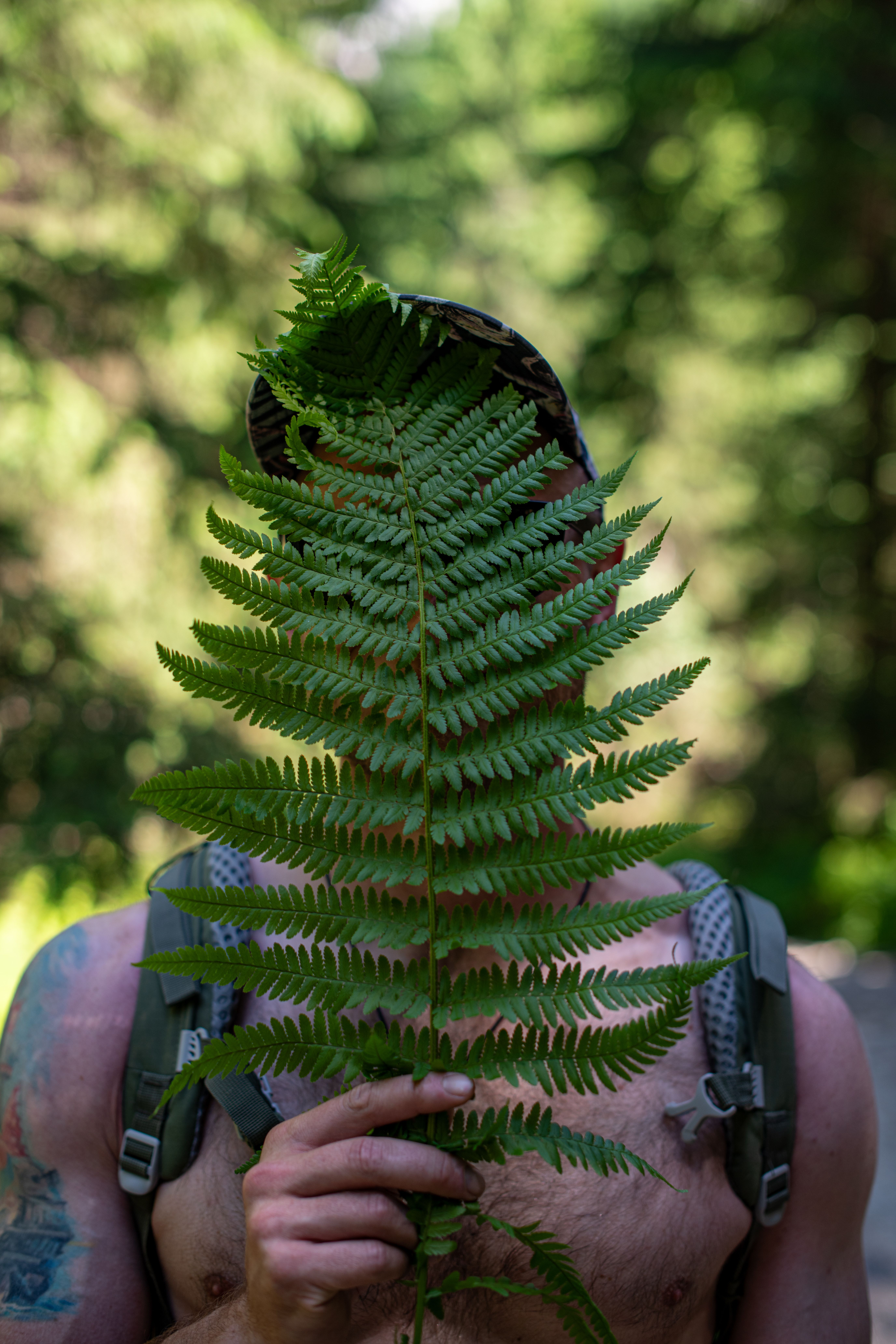 Man Hides Face with Fern in Zakopane Forest · Free Stock Photo