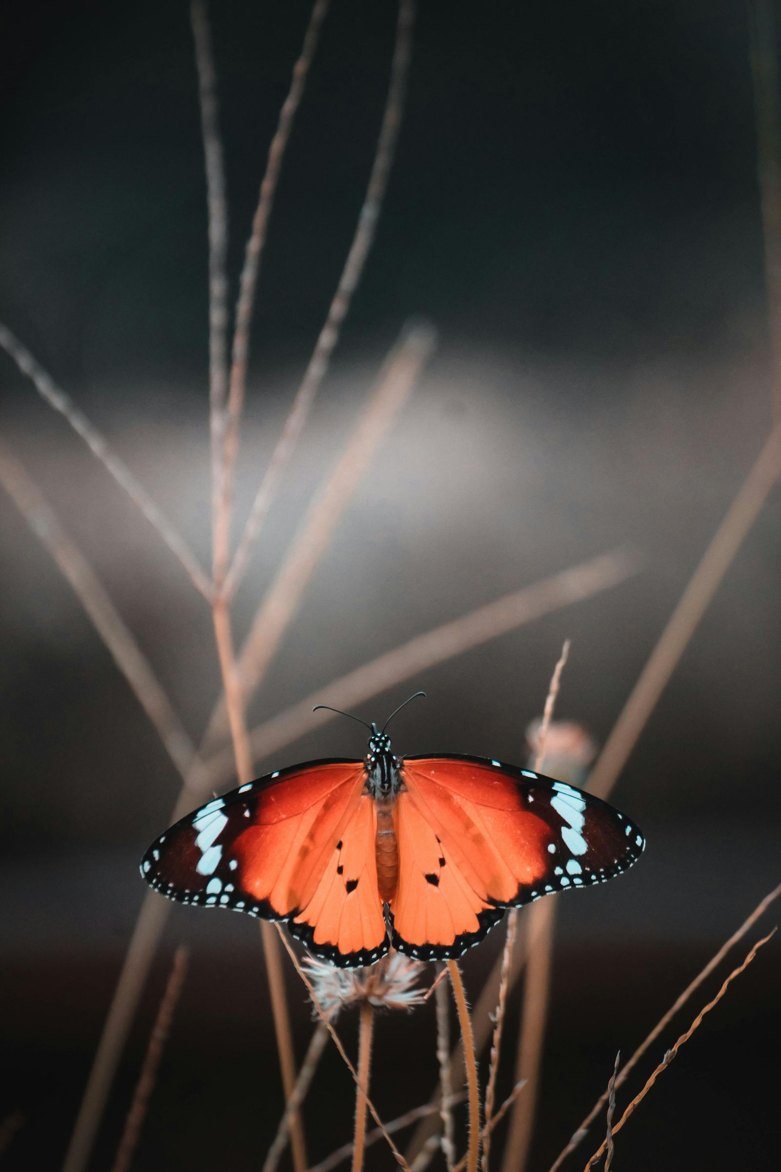 Butterfly No Background Photos, Download The BEST Free Butterfly No ...