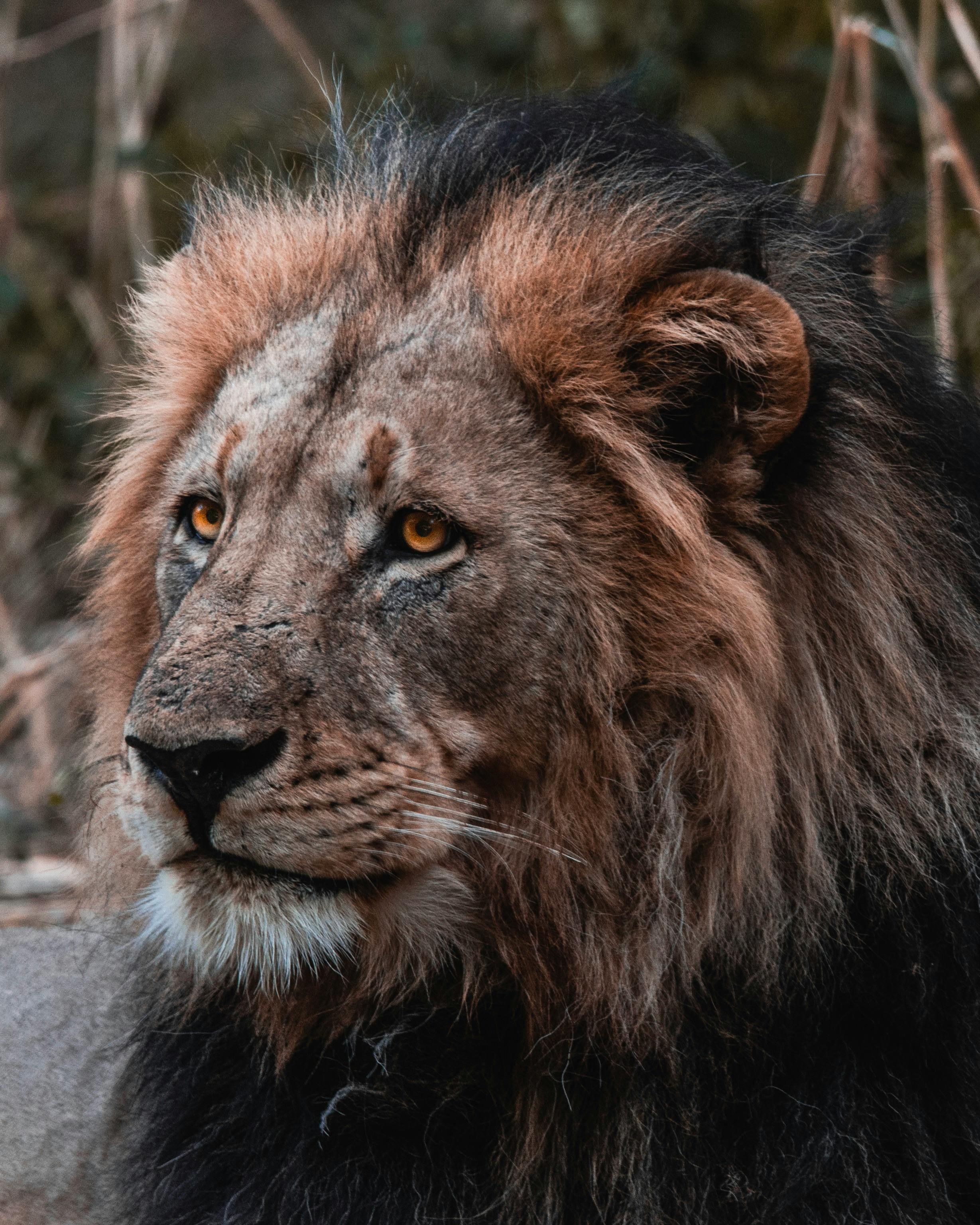 Brown Lion · Free Stock Photo