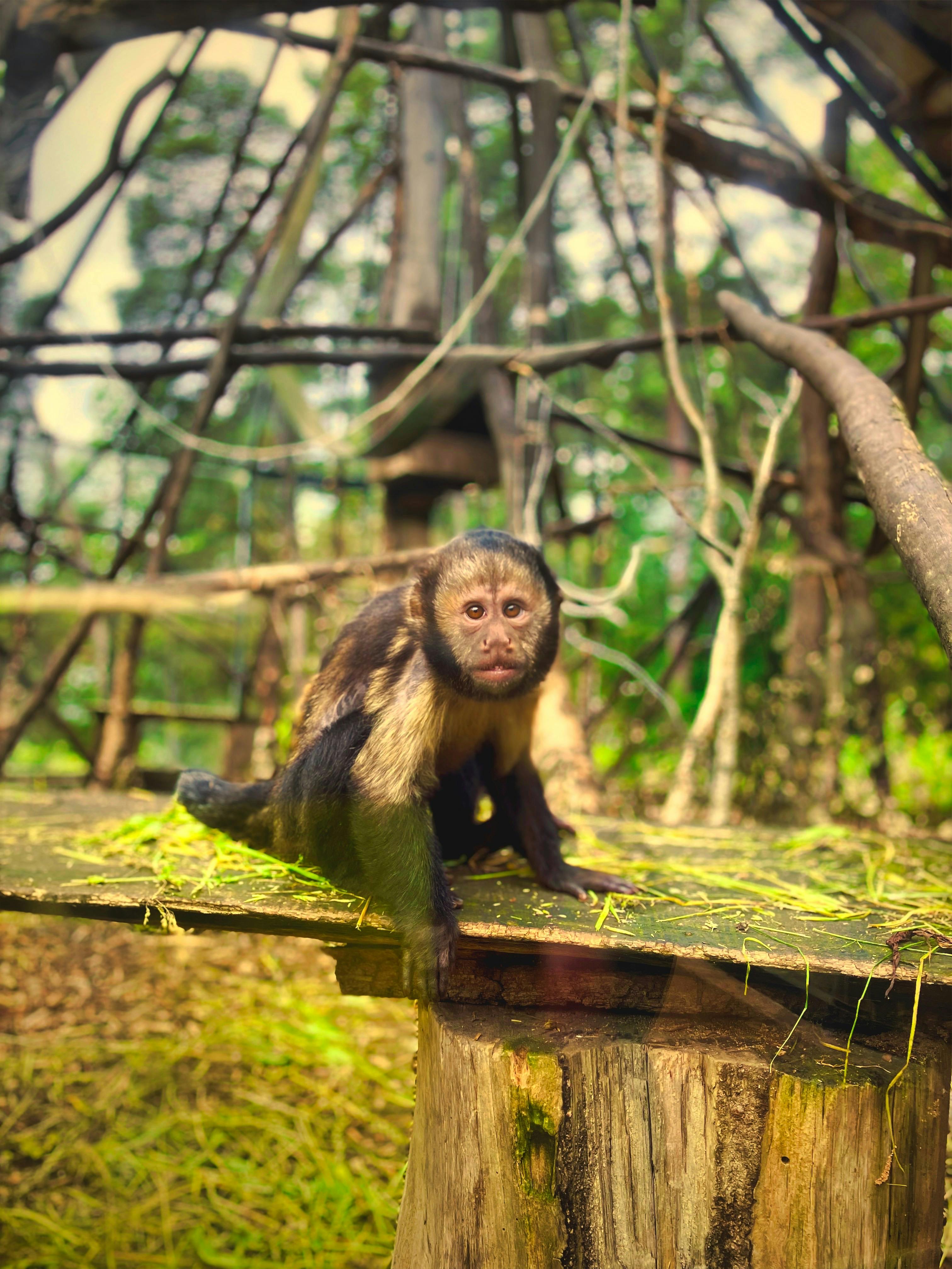 Devil Monkey Photos, Download The BEST Free Devil Monkey Stock Photos ...