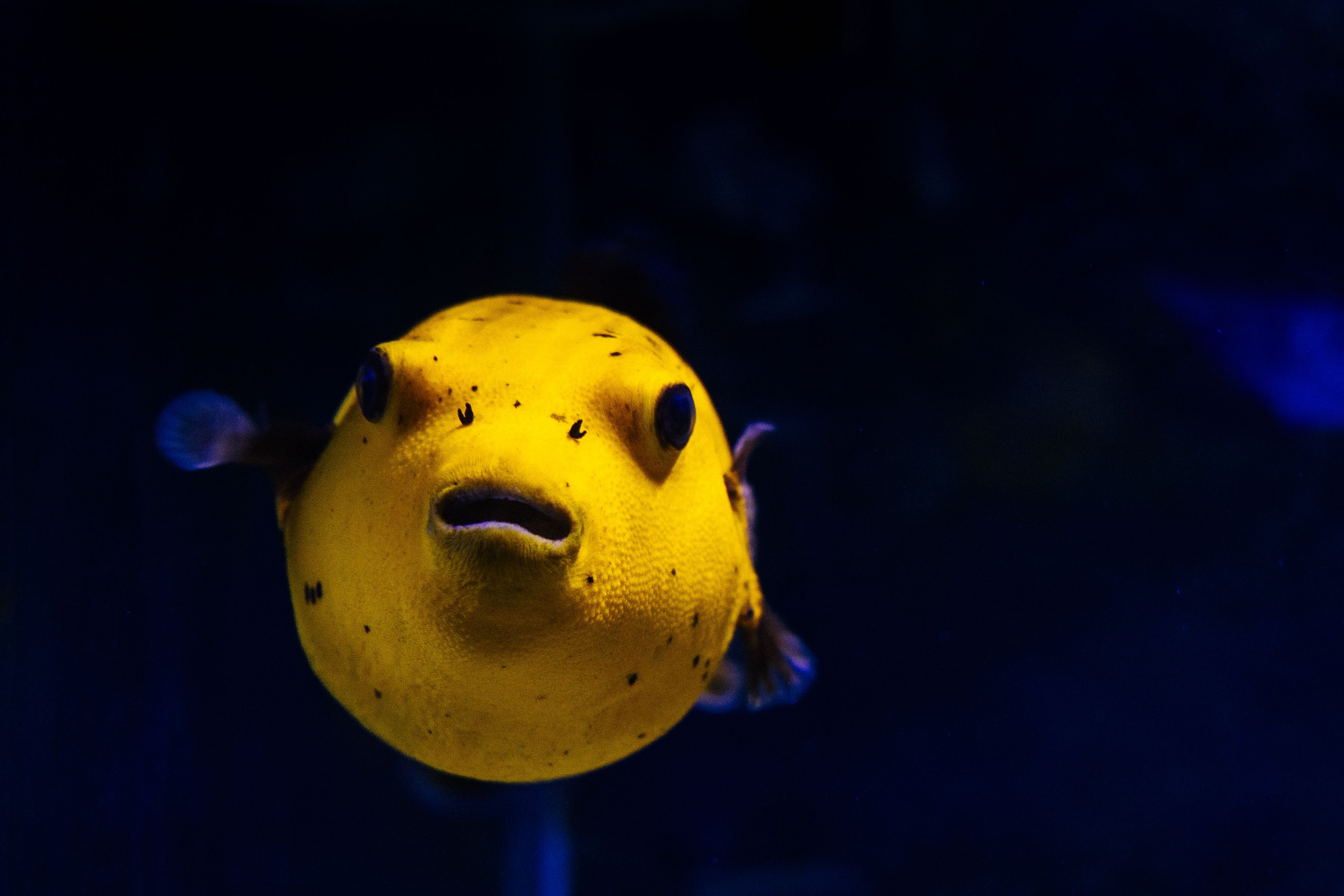 Ocean Fish Photos, Download The BEST Free Ocean Fish Stock Photos & HD ...
