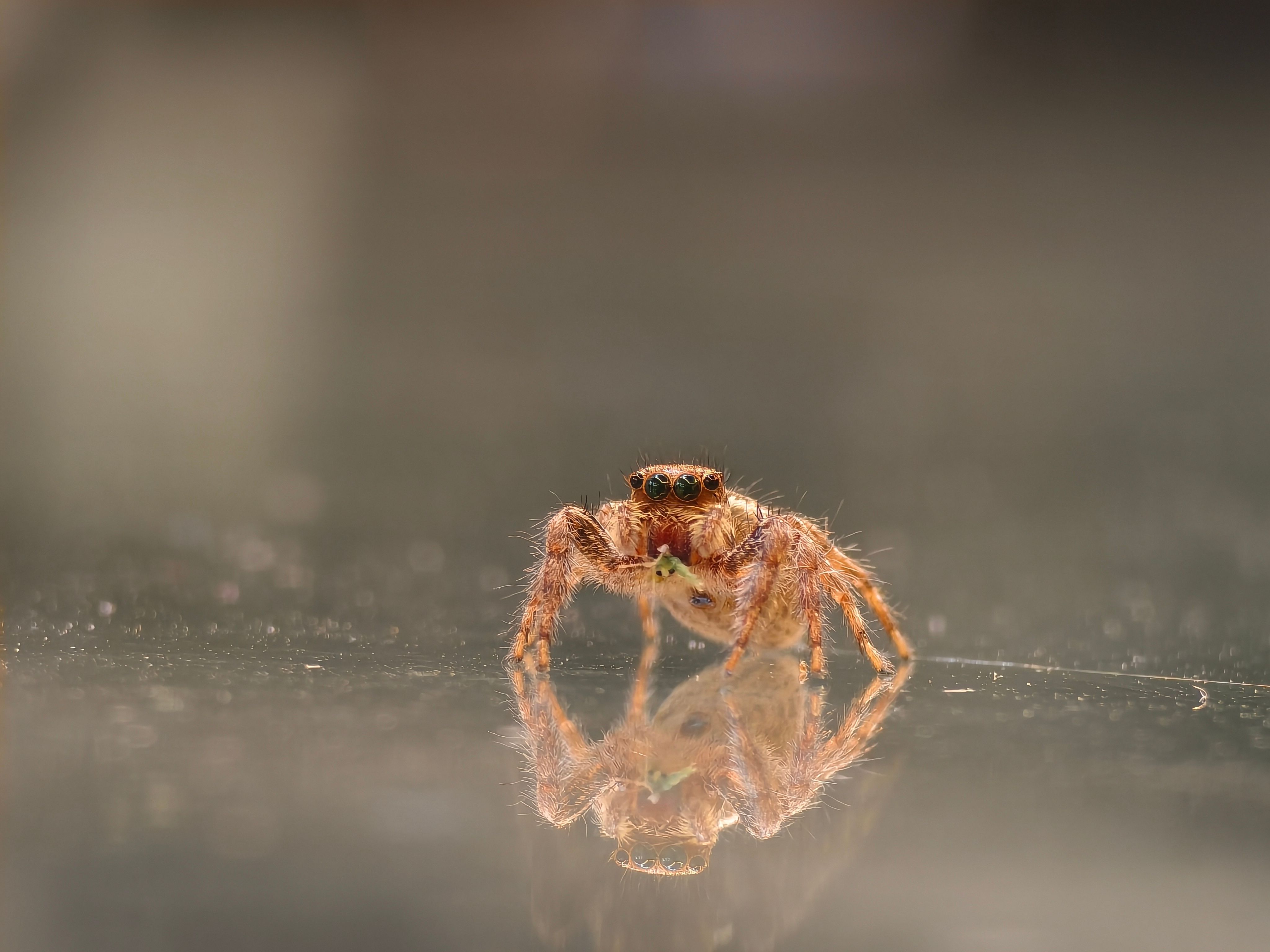 Close-Up of Jumping Spider on Reflective Surface · Free Stock Photo