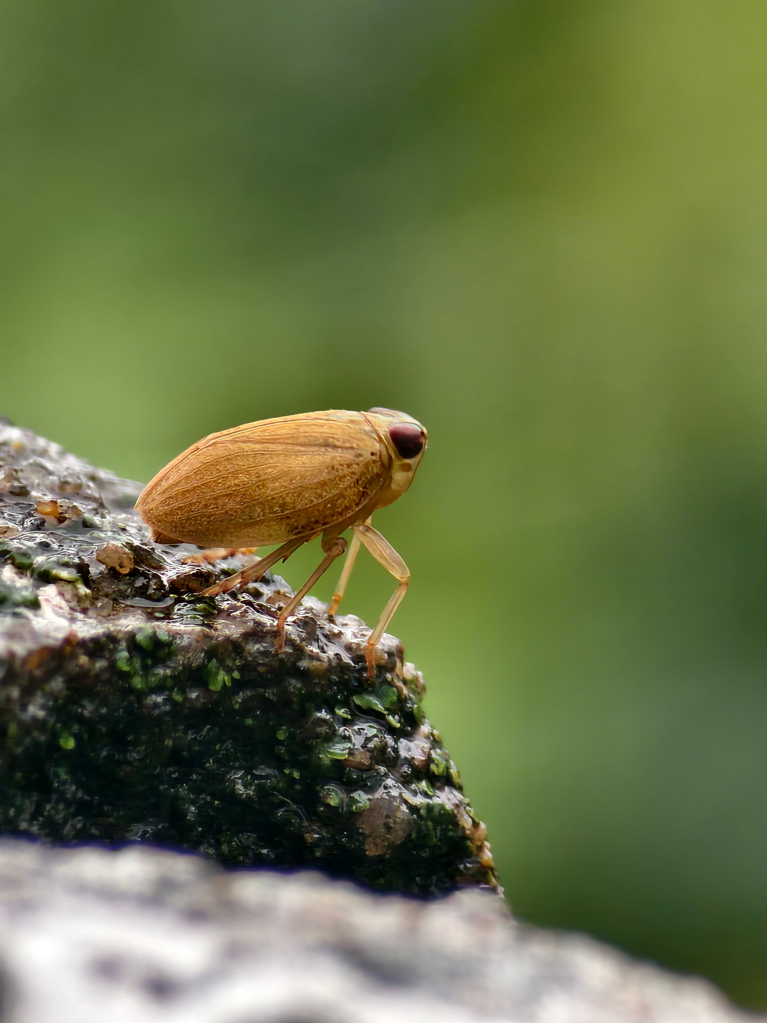 Close-up of Brown Insect on Mossy Rock Outdoors · Free Stock Photo