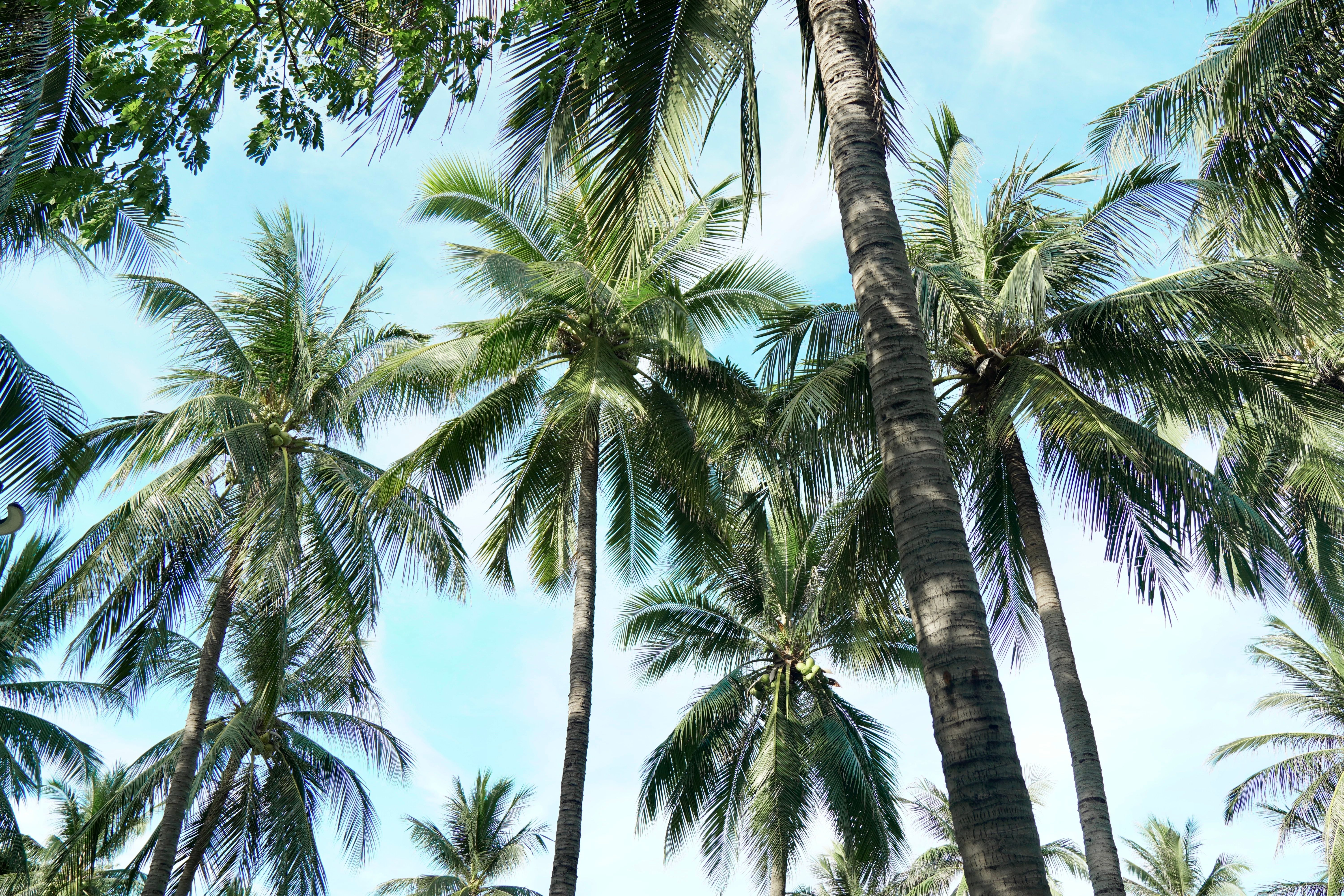 Palm Photos, Download The BEST Free Palm Stock Photos & HD Images