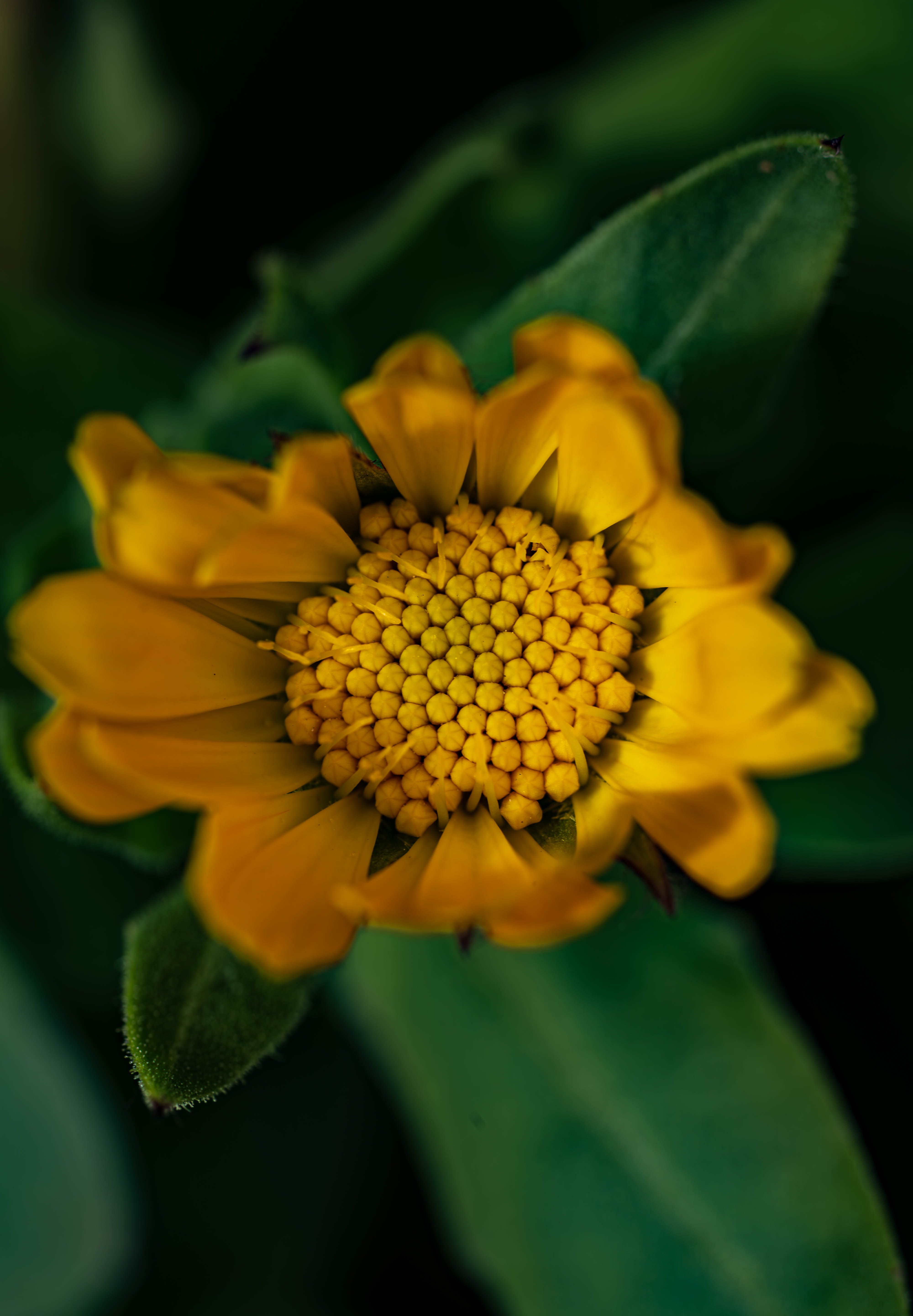 Close-Up Photograph of a Yellow Flower Blossom · Free Stock Photo