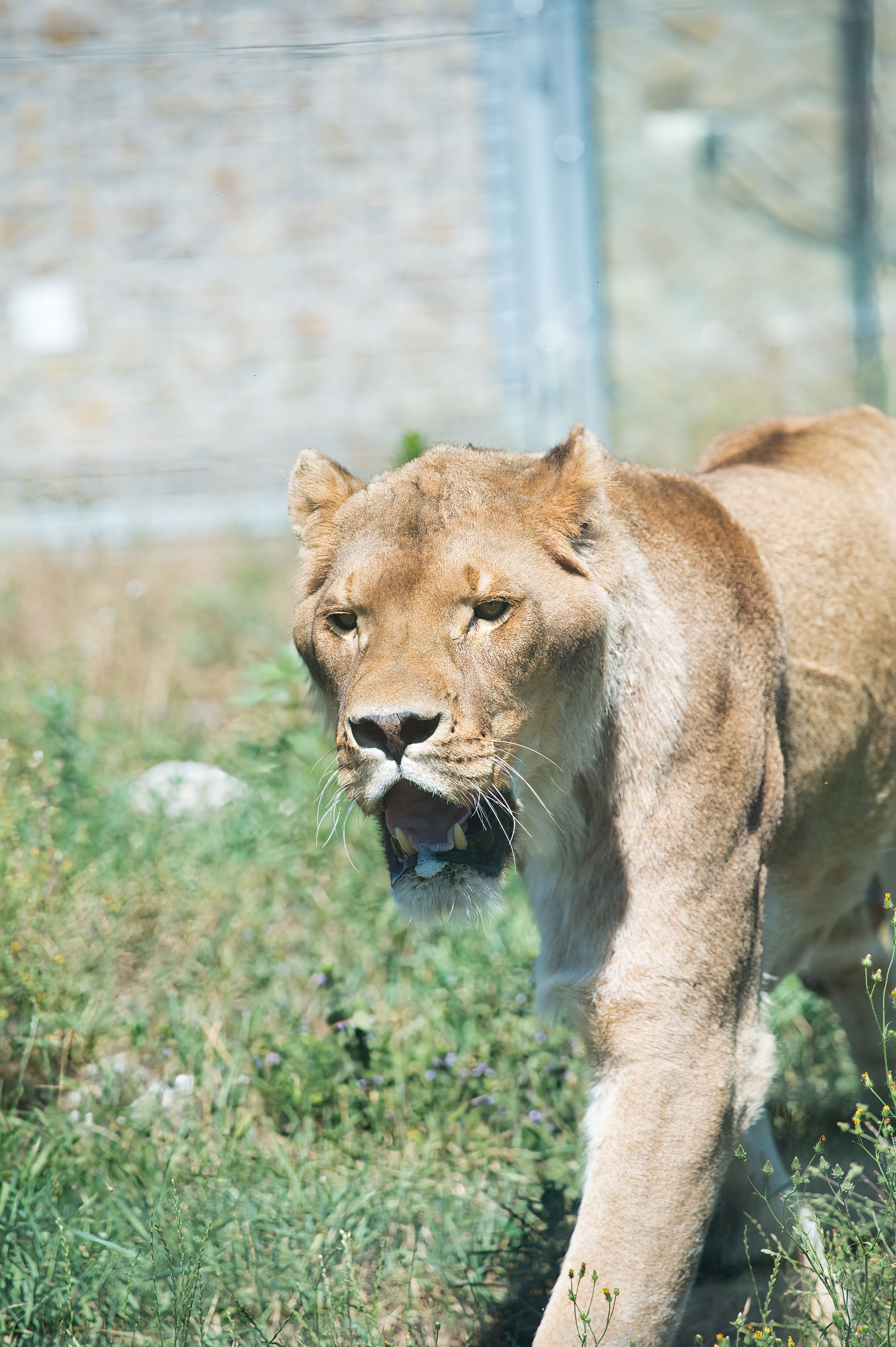 Lioness in Natural Habitat at Slovensko Zoo · Free Stock Photo
