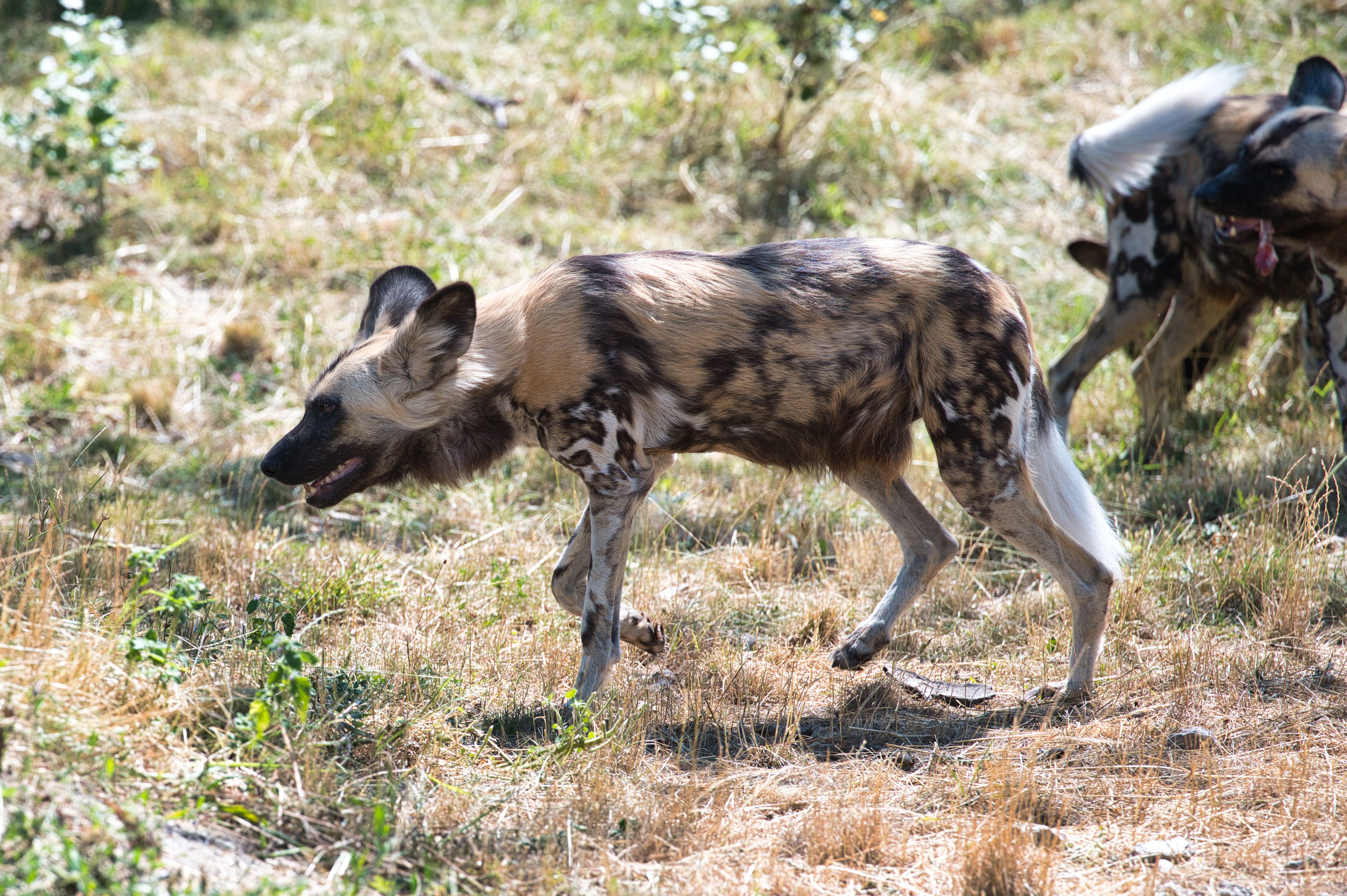 African Wild Dogs in Natural Habitat · Free Stock Photo