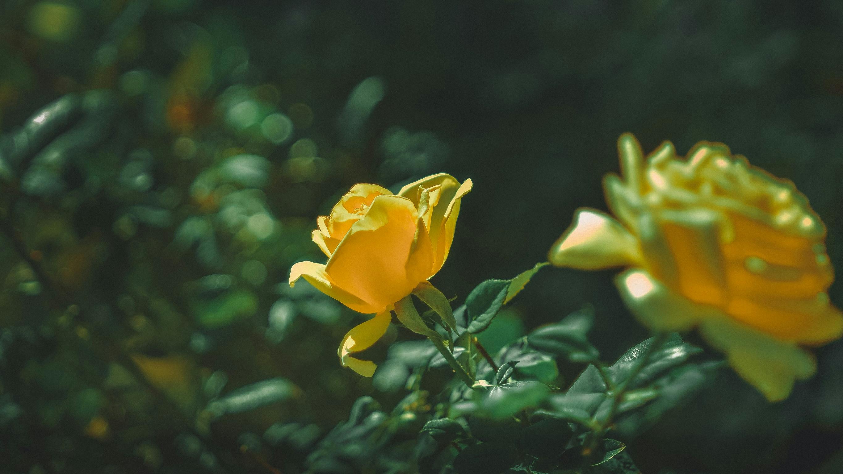 Free stock photo of beautiful flower, cinematic, flower