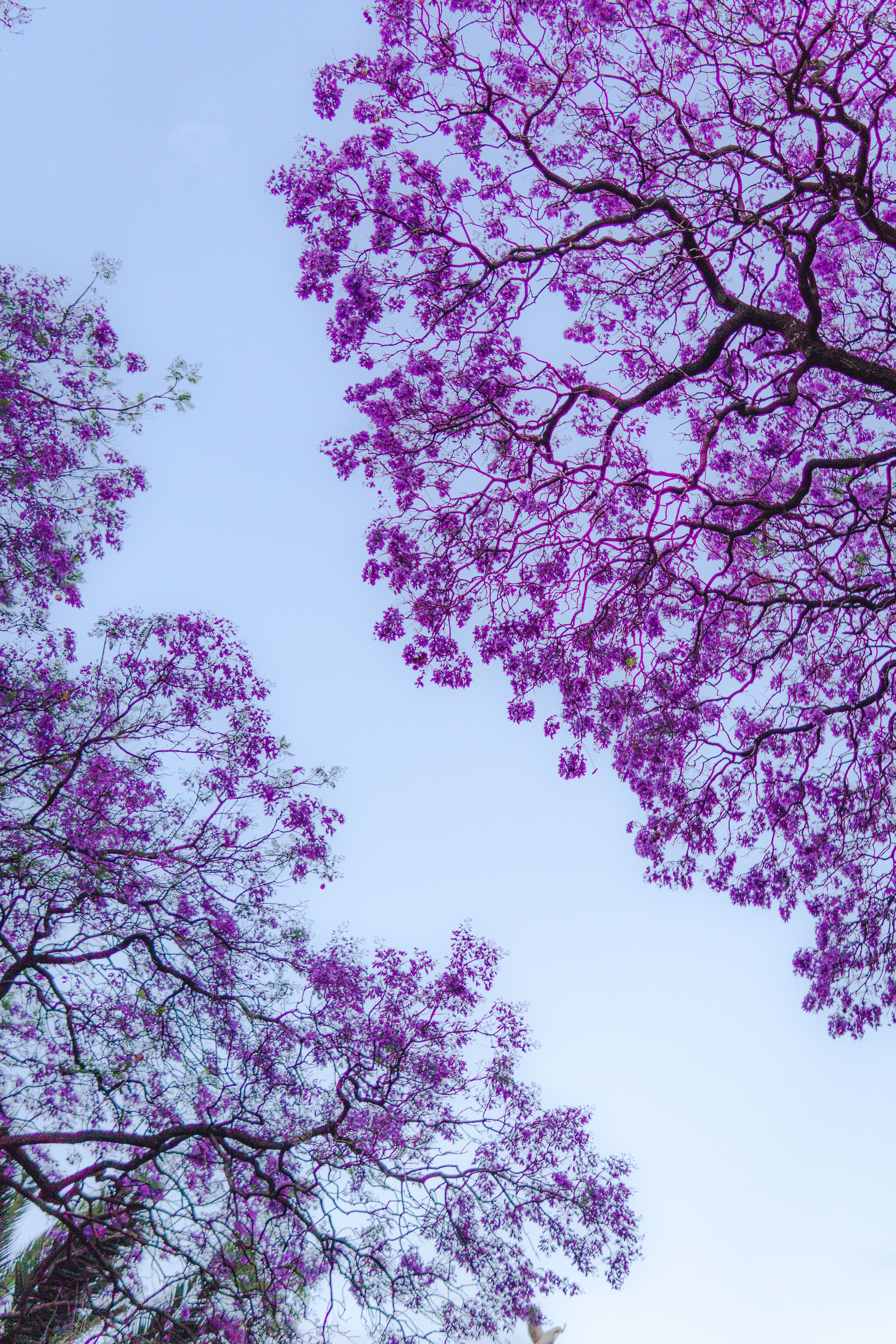 Jacaranda Trees Wallpaper Photos, Download The BEST Free Jacaranda ...