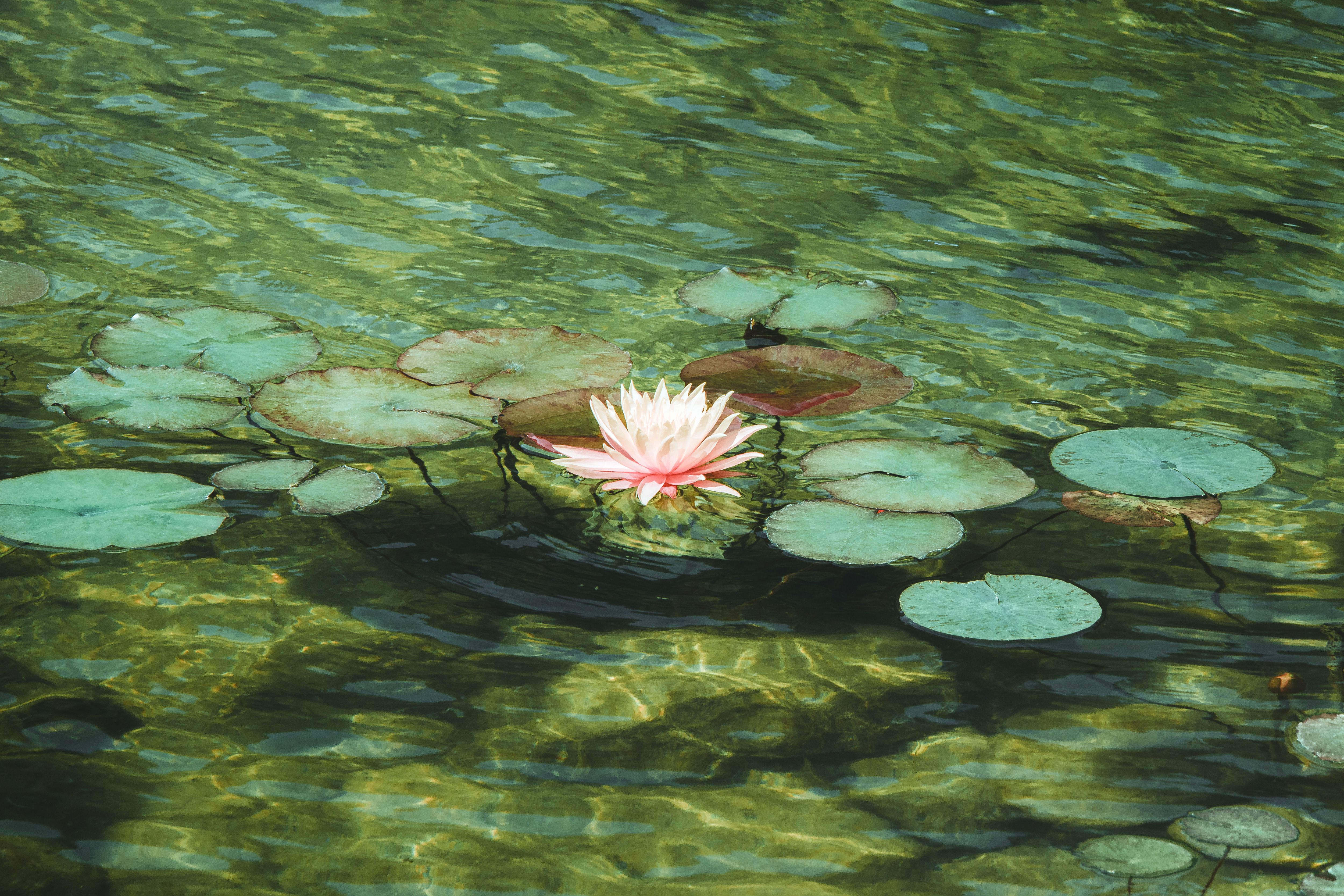 Wild Flowers Water Photos, Download The BEST Free Wild Flowers Water ...