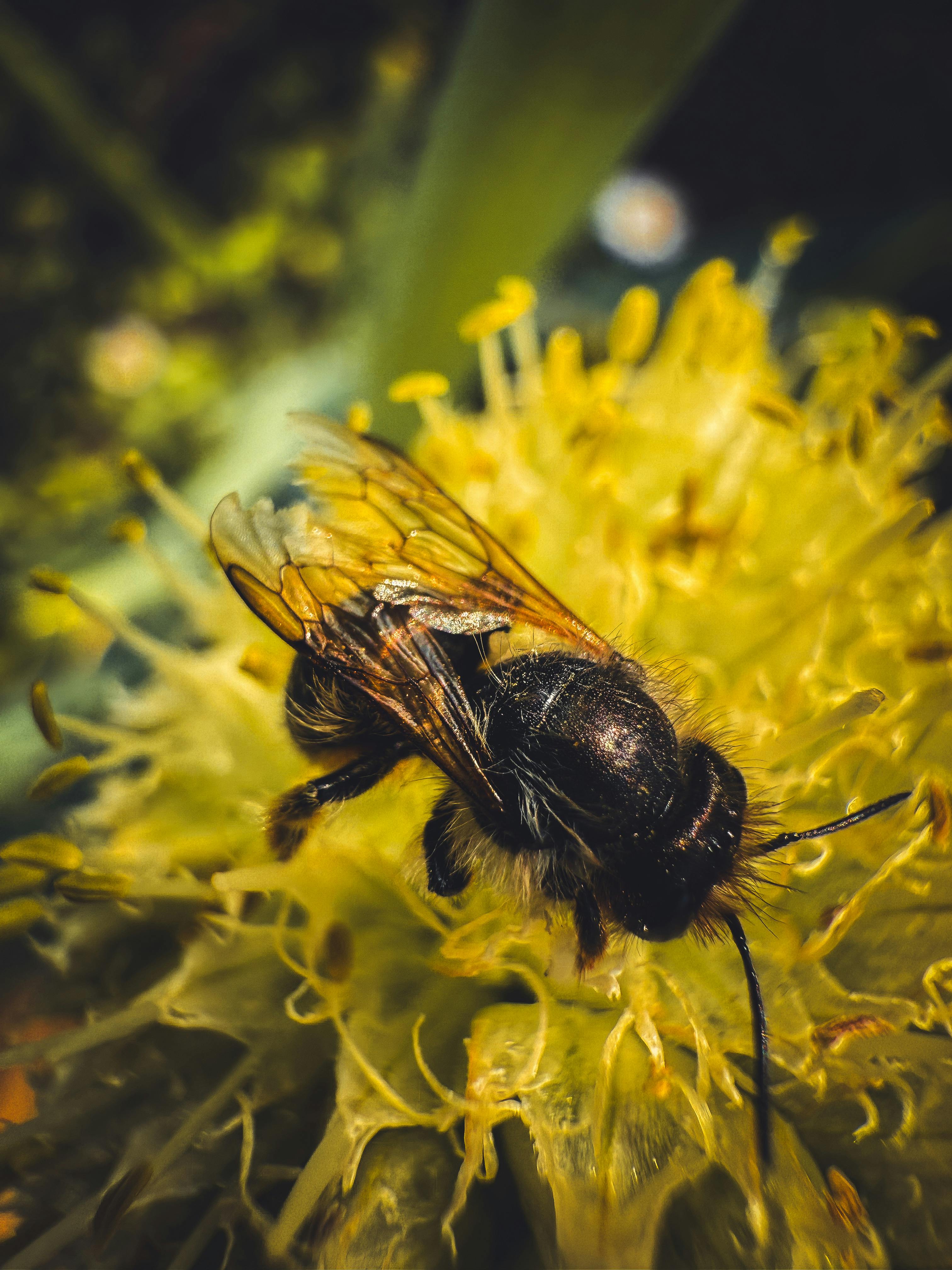 Honeybee Photos, Download The BEST Free Honeybee Stock Photos & HD Images