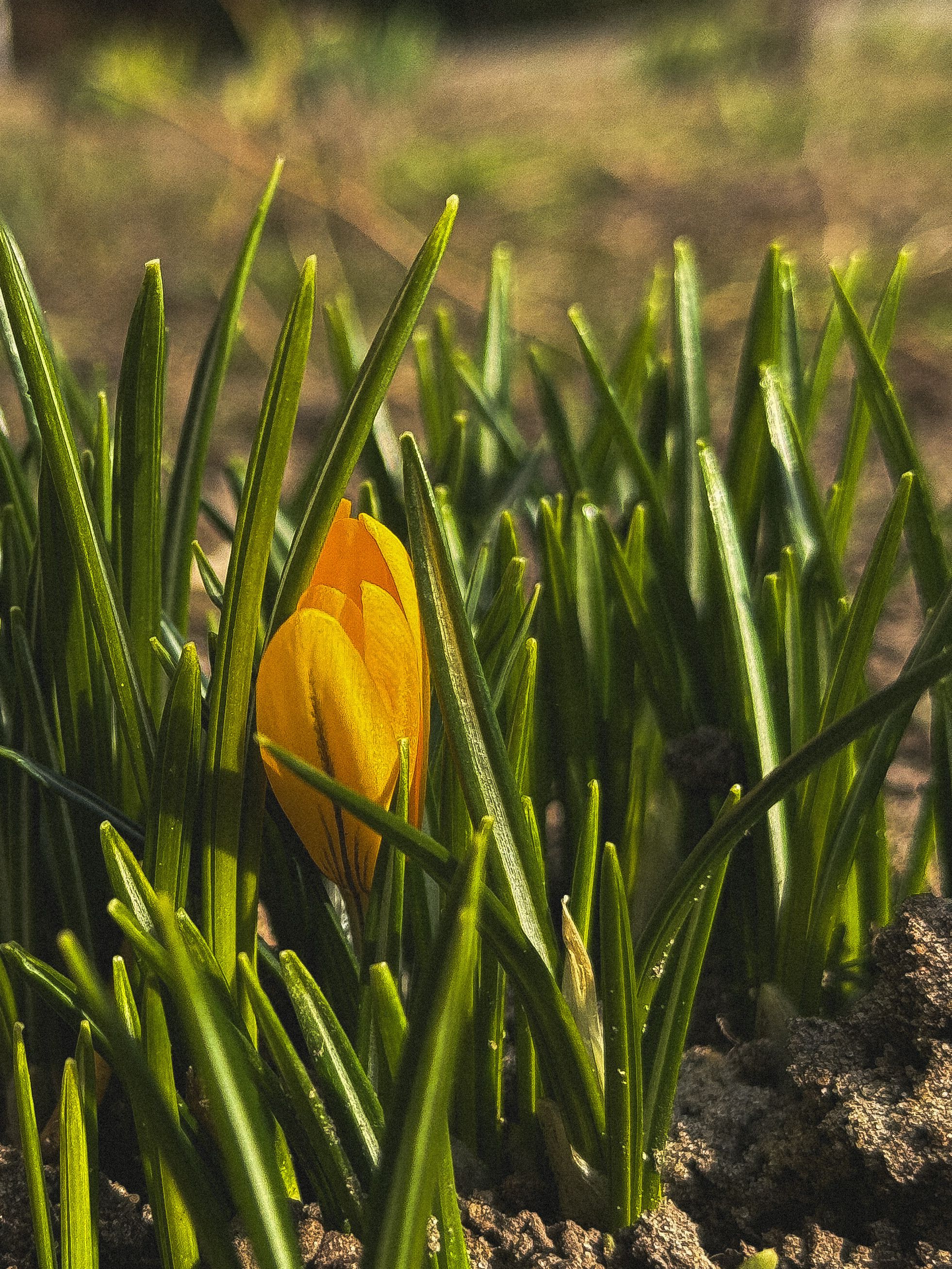 Vibrant Yellow Crocus Flower Blooming in Spring · Free Stock Photo