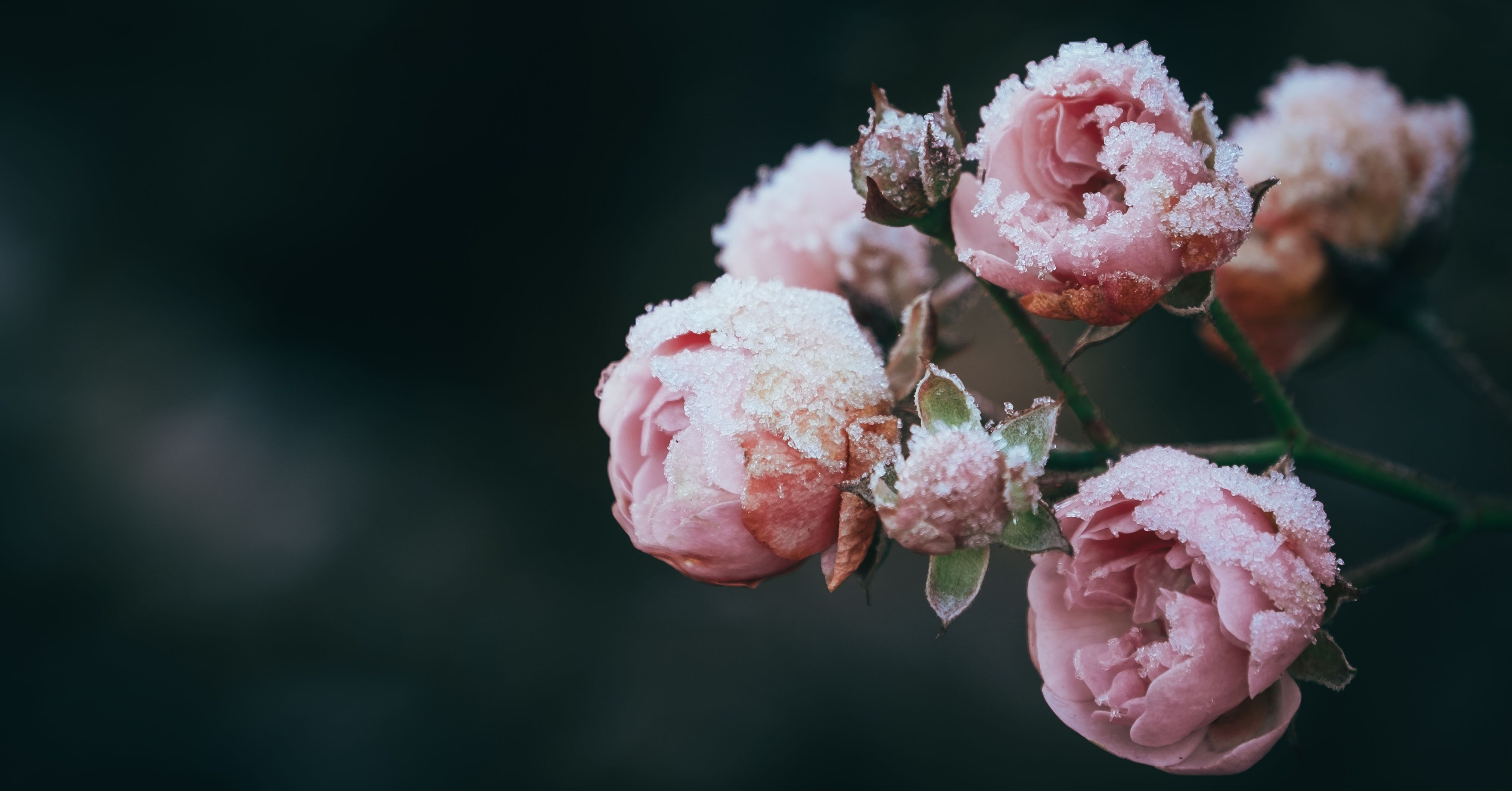 Frosted Pink Roses in Winter Wonderland · Free Stock Photo