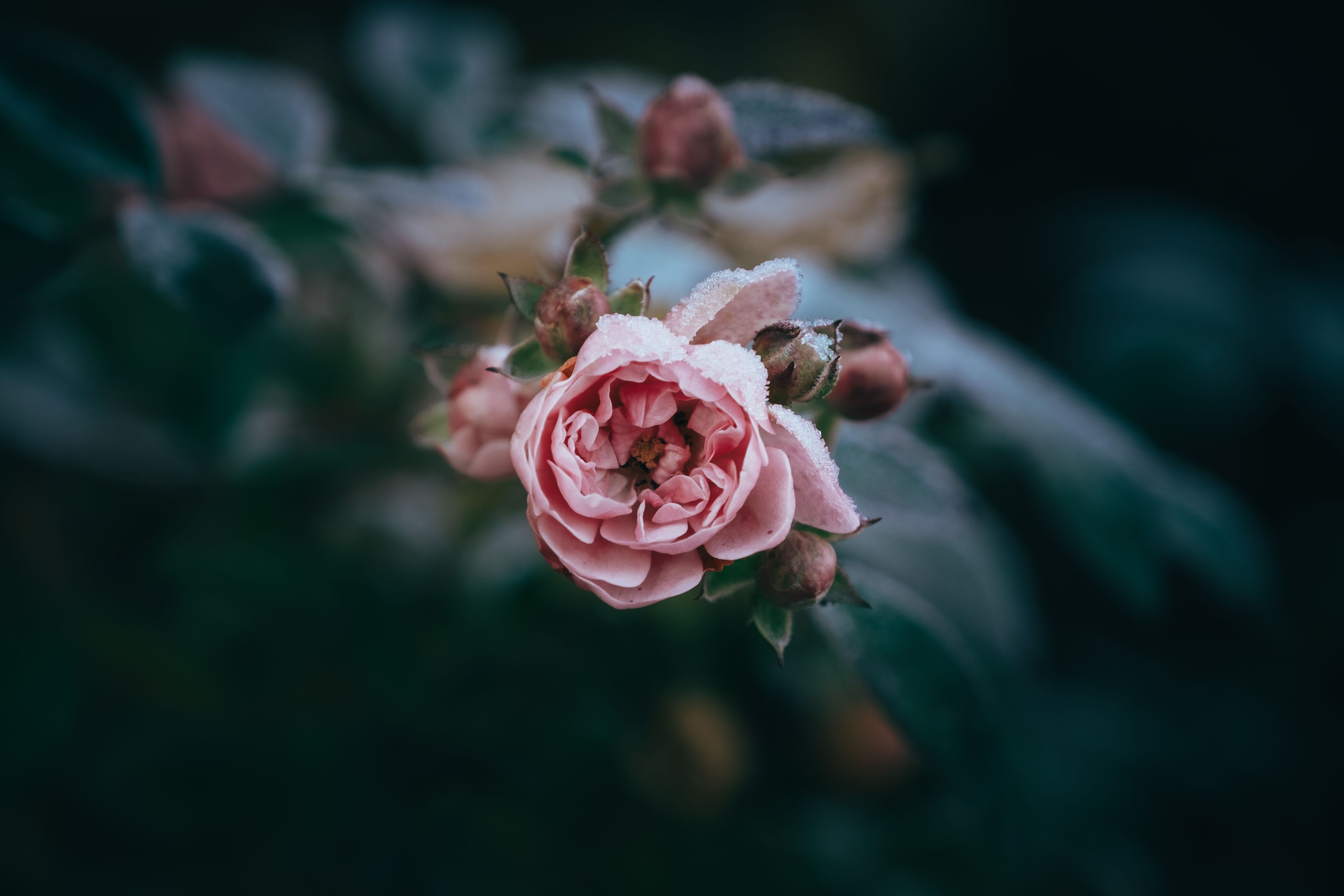 Delicate Frost-Covered Pink Rose in Winter · Free Stock Photo