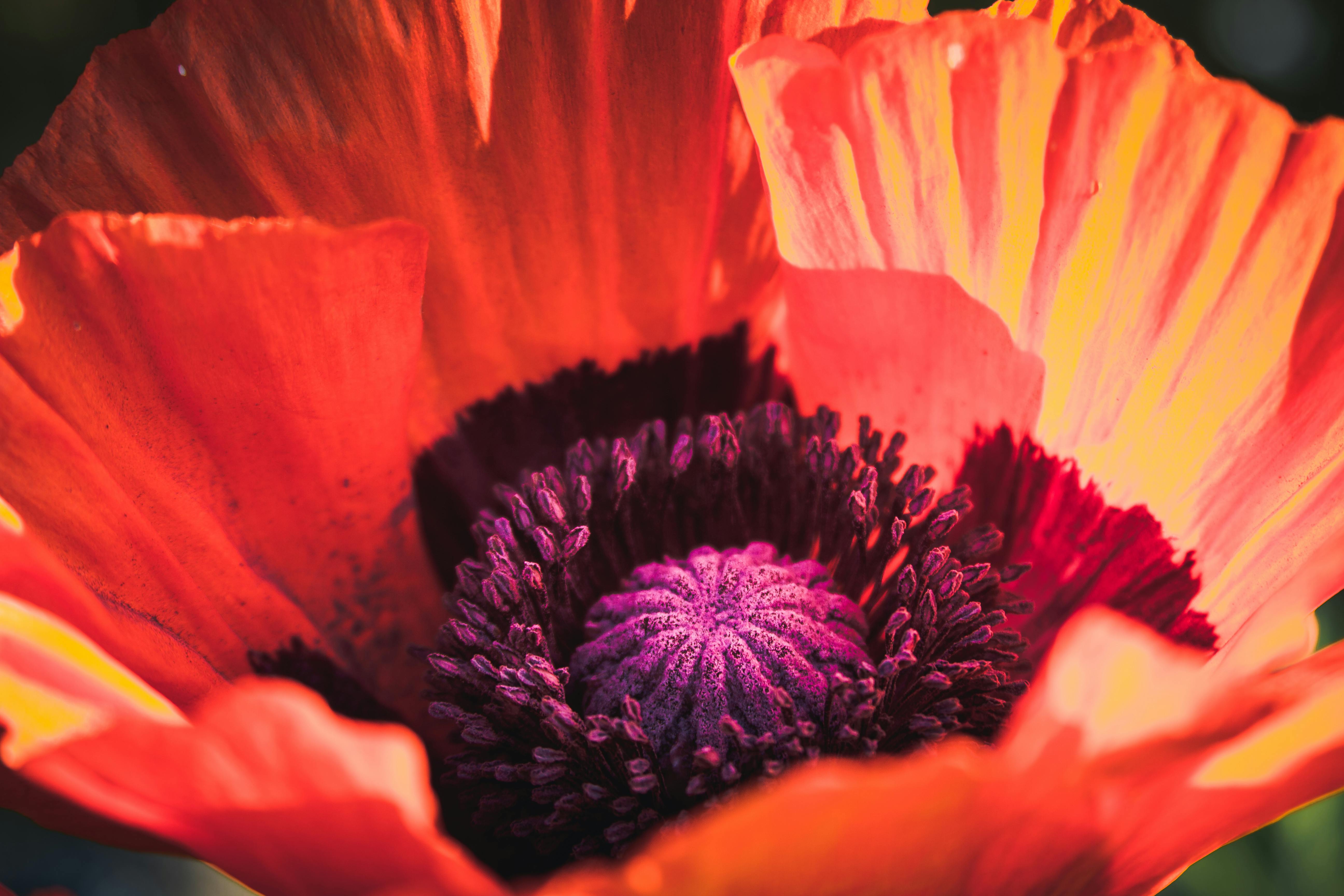 Vibrant Orange Poppy Flower Macro Photography · Free Stock Photo