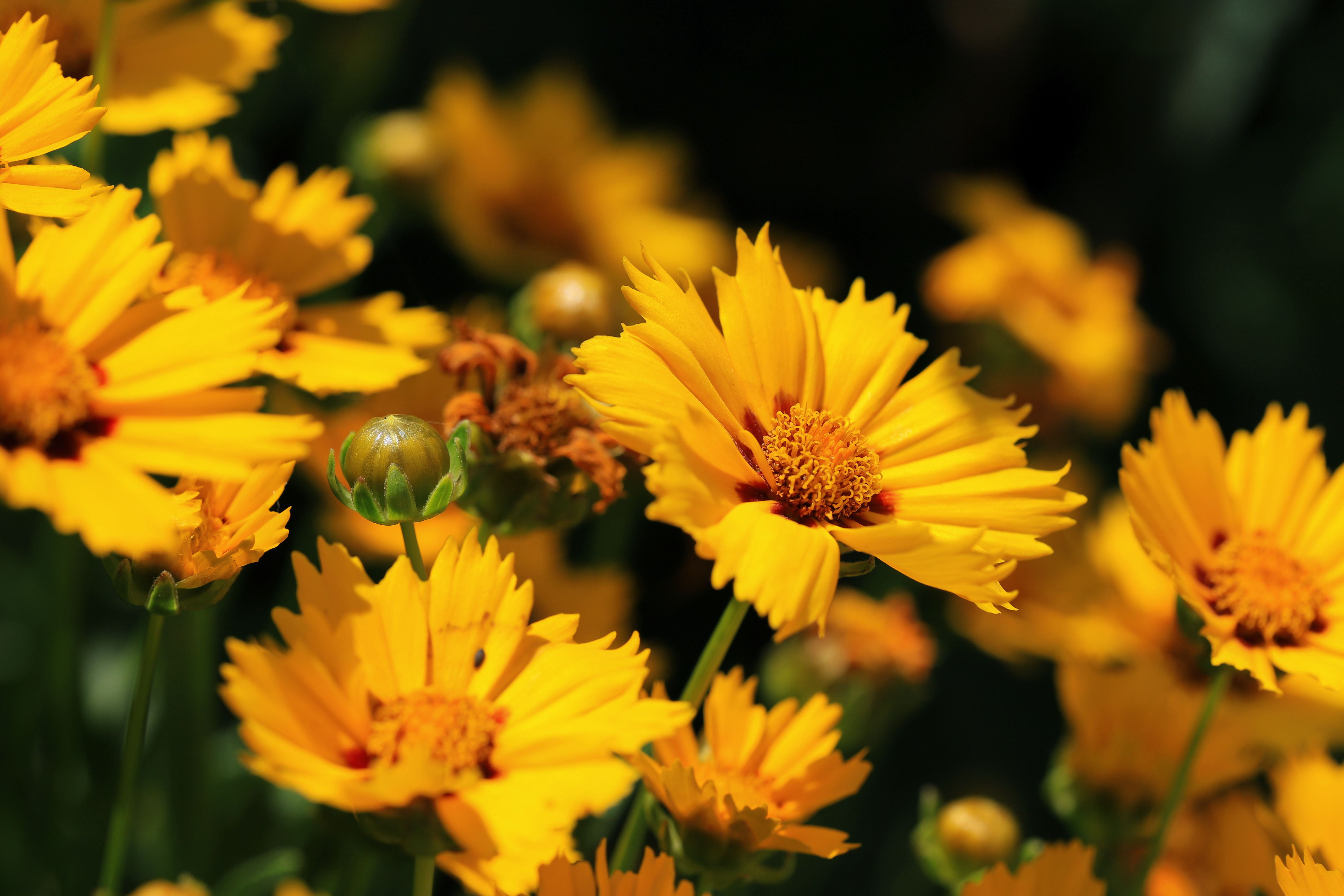 Yellow Flower Border Photos, Download The BEST Free Yellow Flower ...