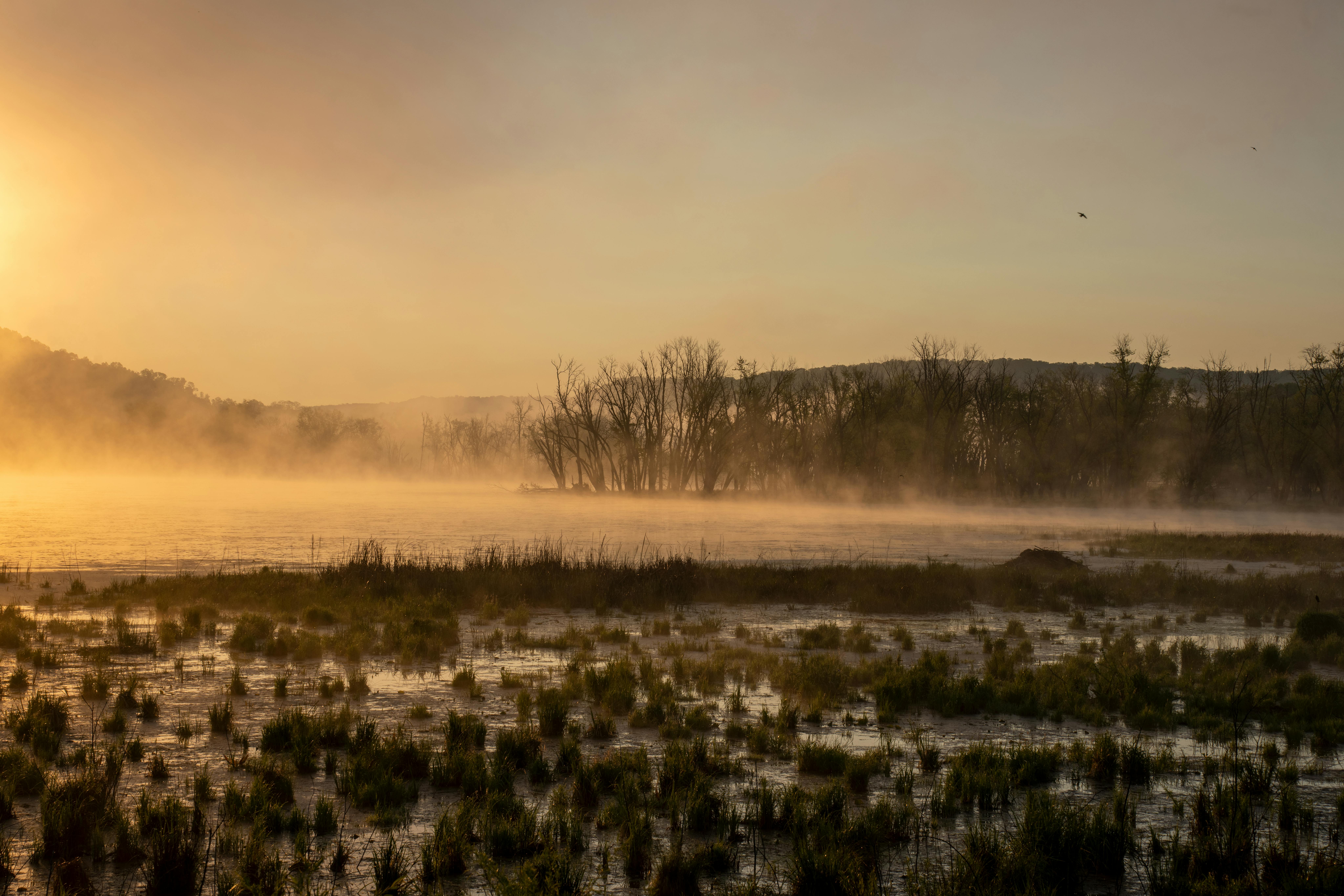 Misty Sunrise Over Marshland in Wisconsin · Free Stock Photo