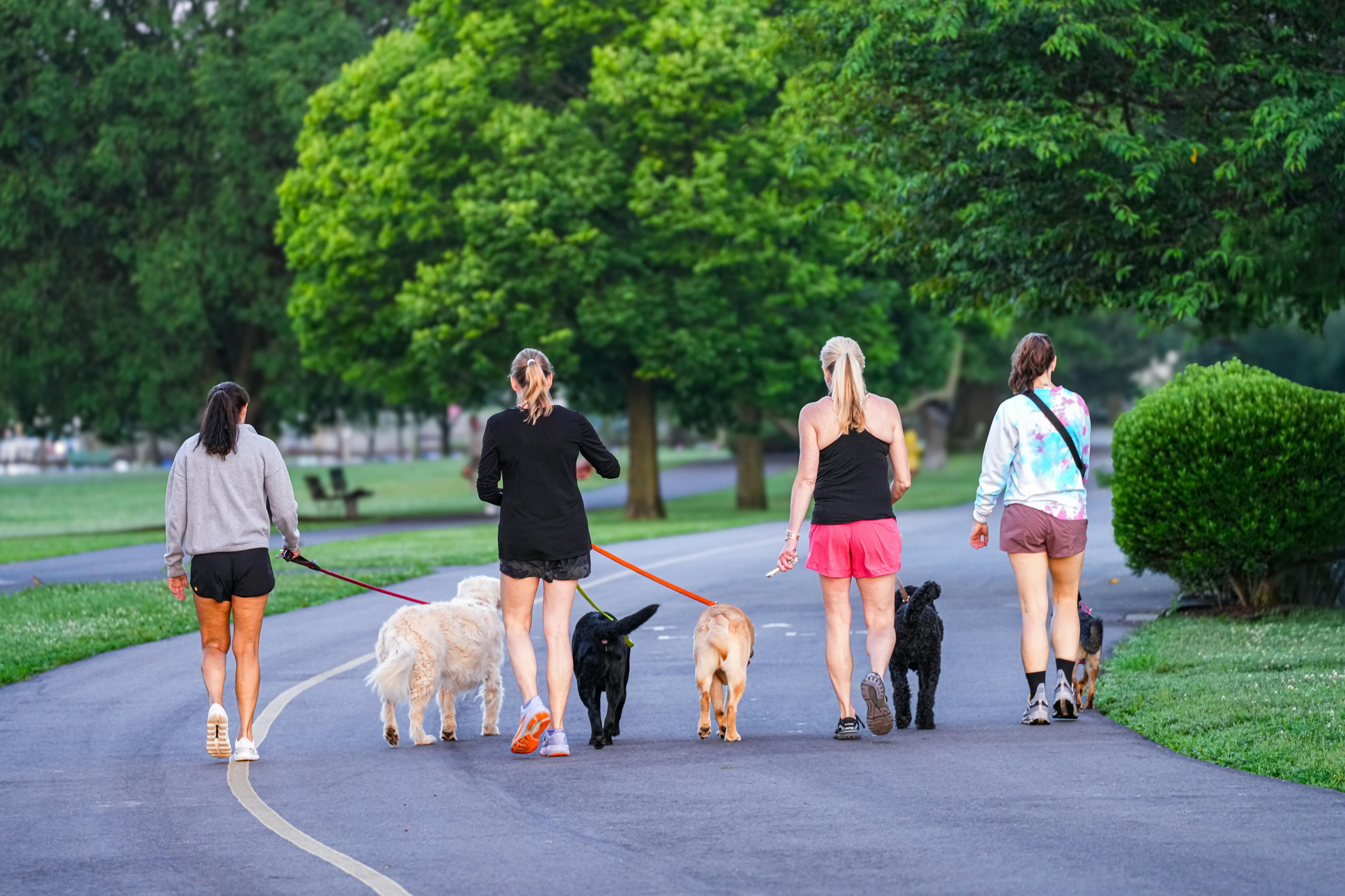 People Walking Dogs Photos, Download The BEST Free People Walking Dogs ...