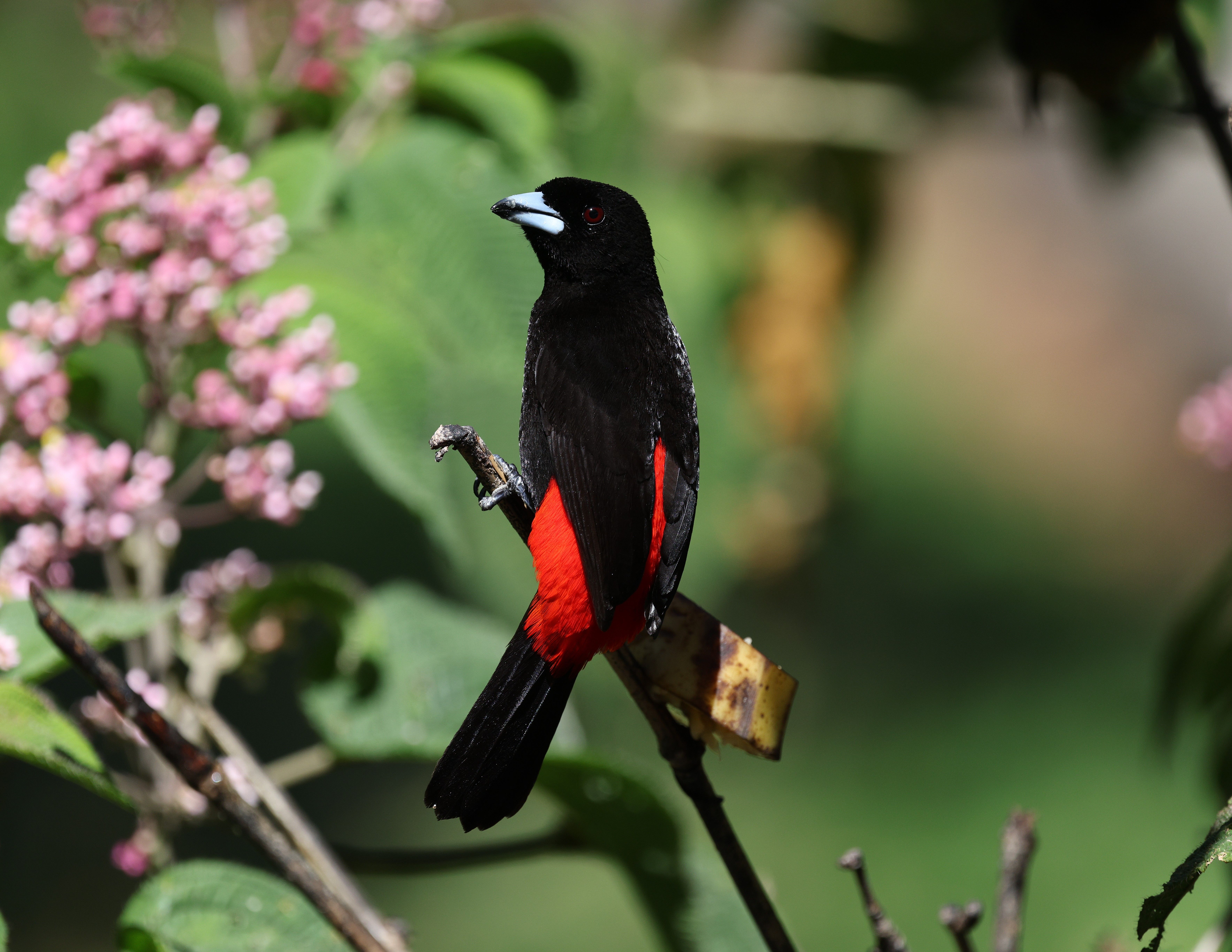 Indigenous Spirit Bird Photos, Download The BEST Free Indigenous Spirit ...
