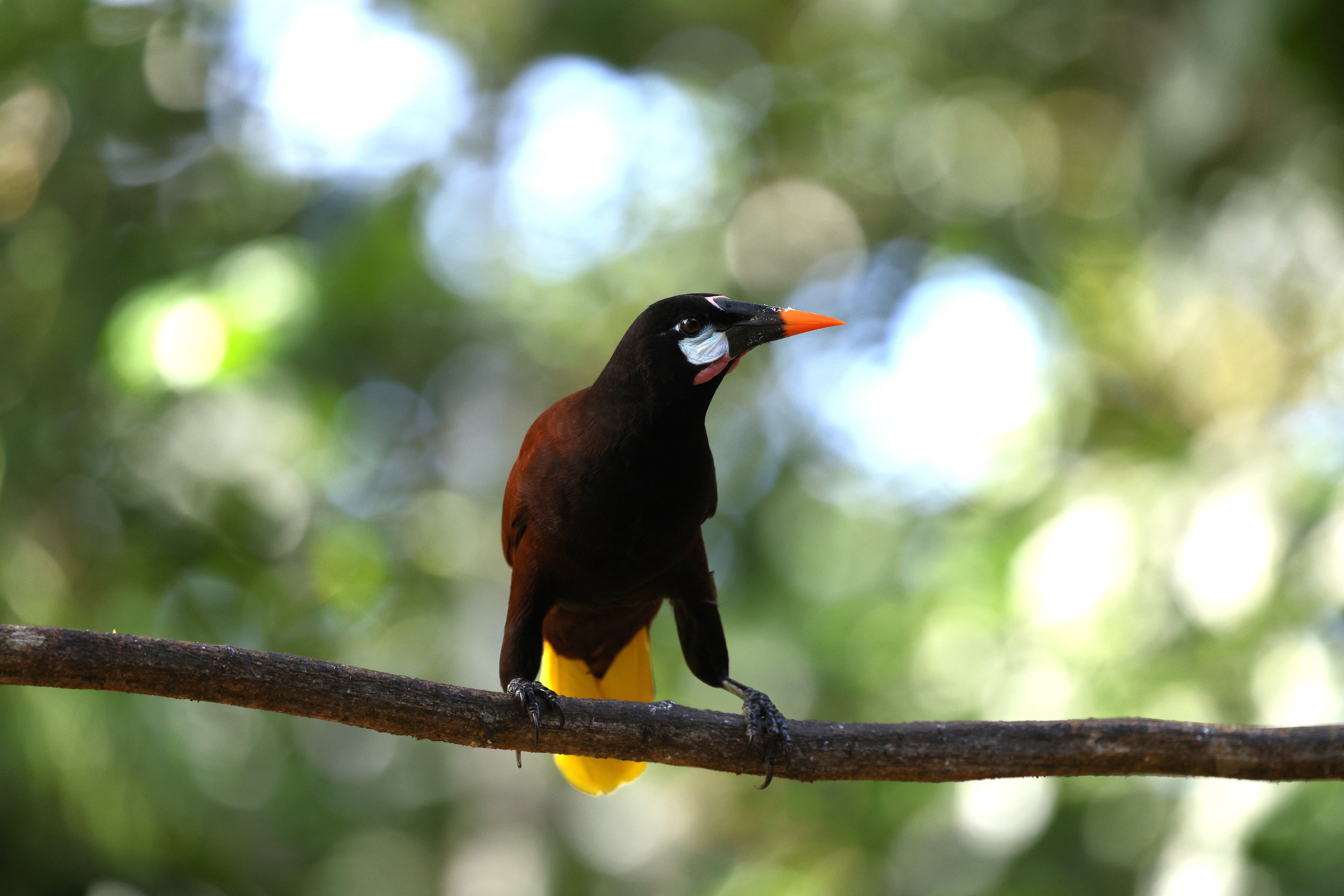 Montezuma Oropendola Photos, Download The BEST Free Montezuma ...