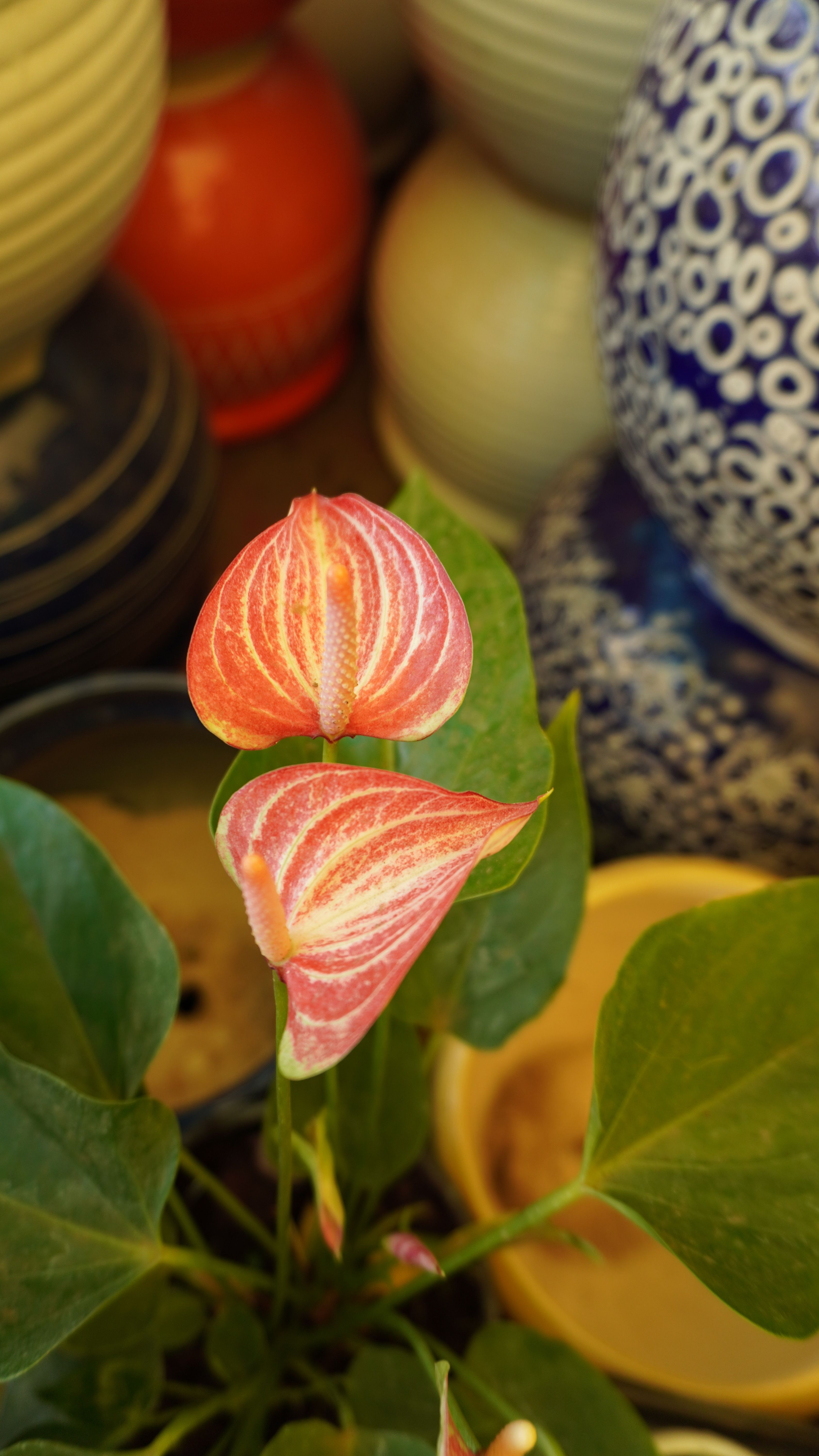 Fondo Floral Photos, Download The BEST Free Fondo Floral Stock Photos ...