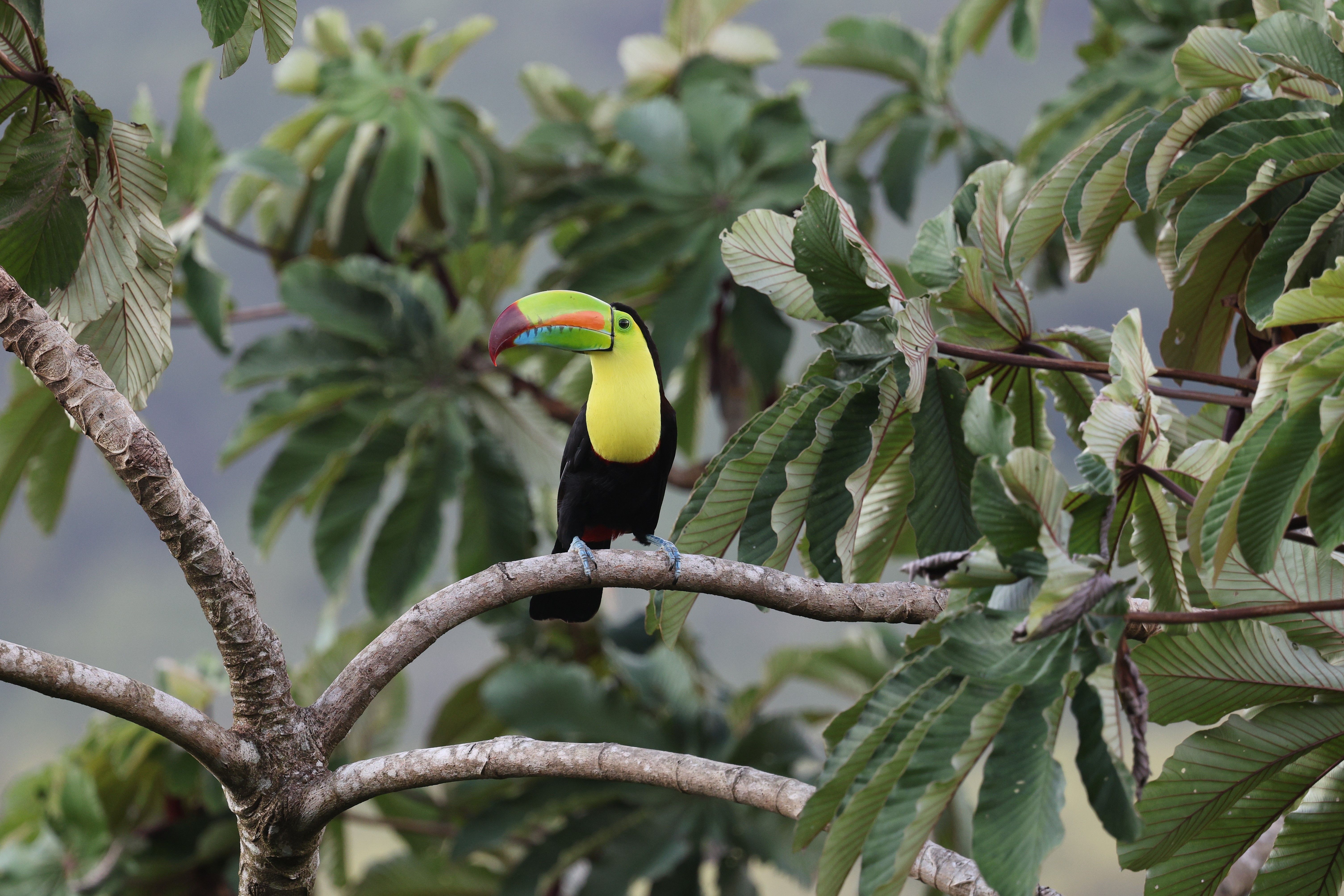 Vibrante Tucán Pico De Quilla Posado En Un Bosque Tropical · Foto de ...
