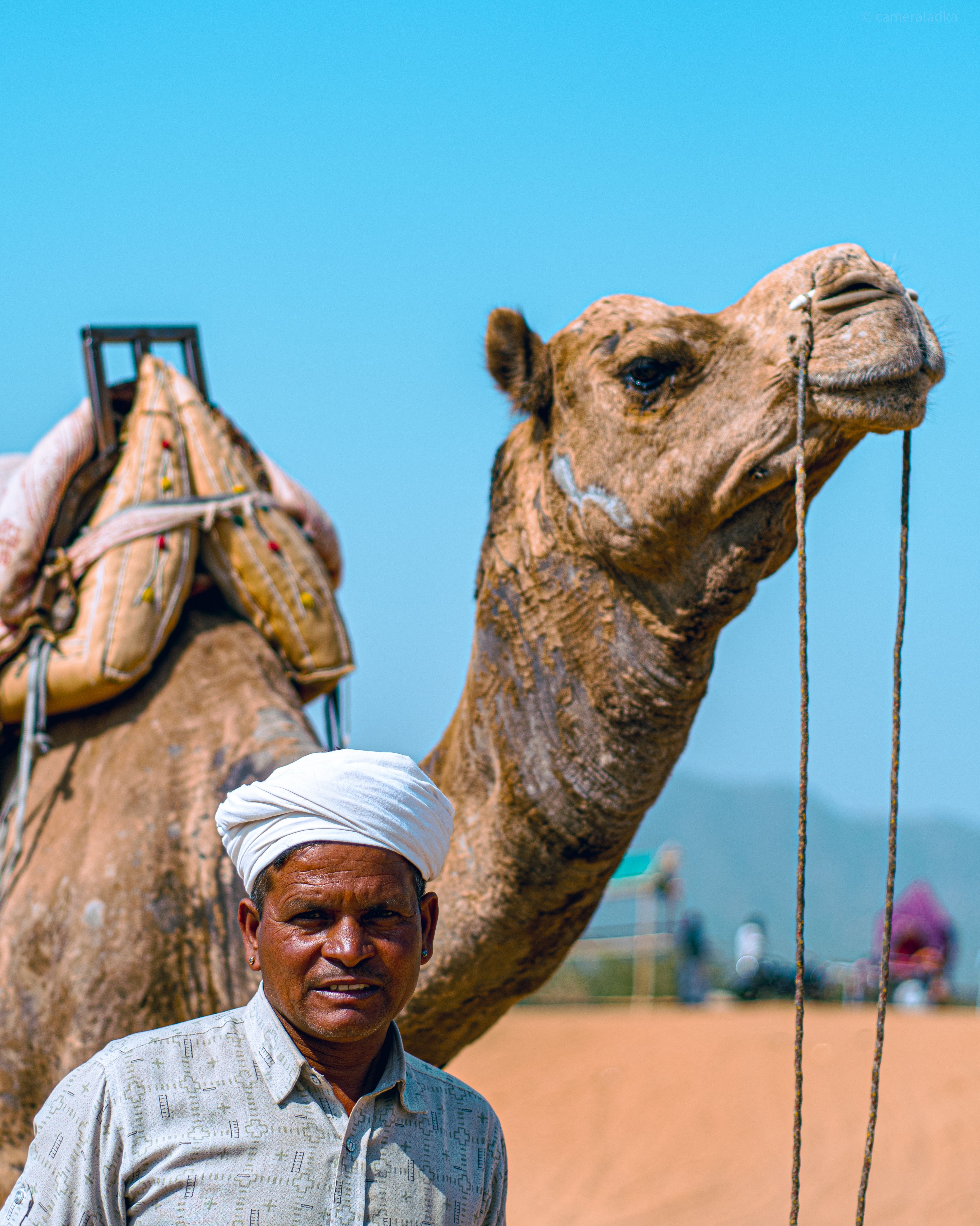 Camel India Photos, Download The BEST Free Camel India Stock Photos ...