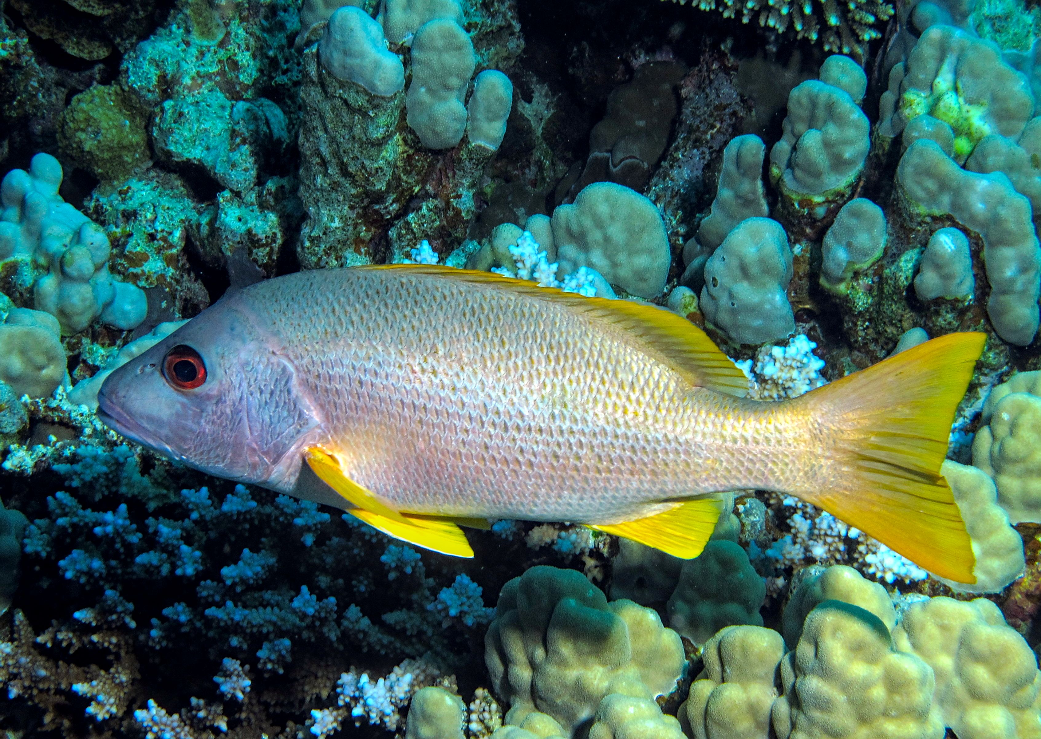 Vibrant One-Spot Snapper in Coral Reef · Free Stock Photo