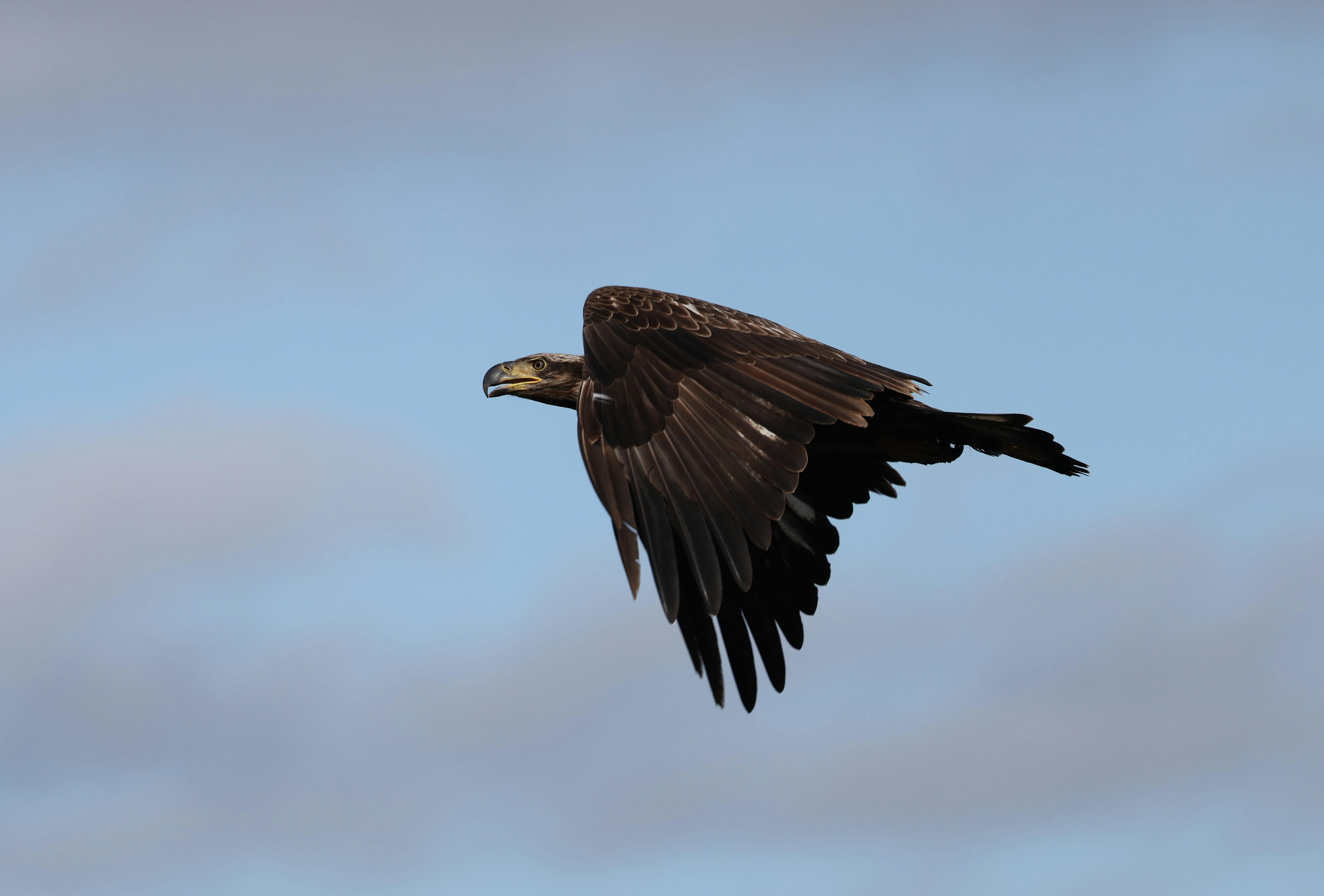 Majestic Juvenile Bald Eagle in Flight · Free Stock Photo