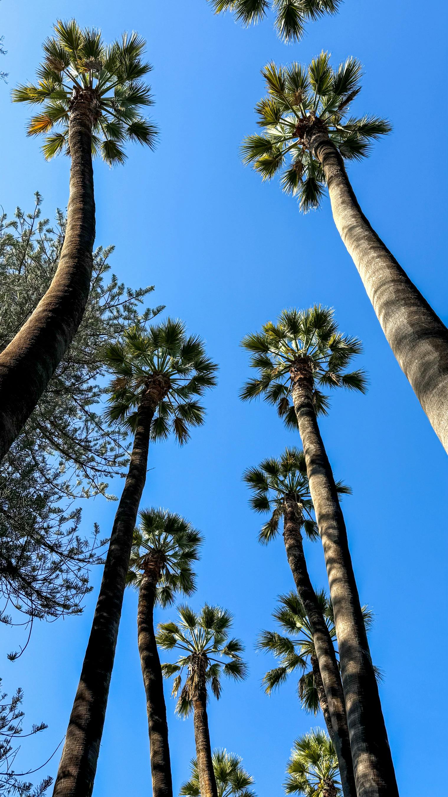 Treetop Piru Photos, Download The BEST Free Treetop Piru Stock Photos ...