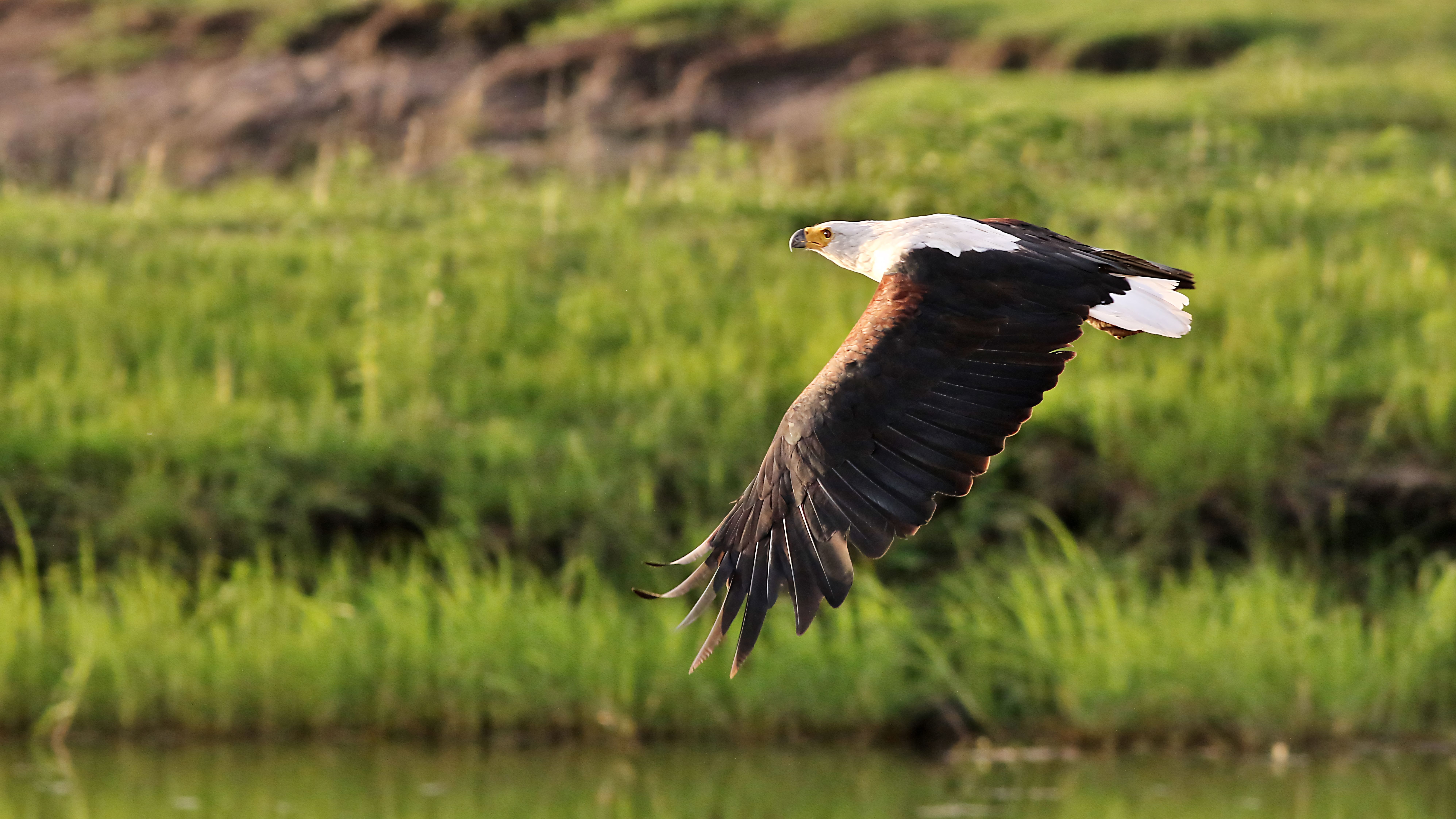 Eagle Wings Animation Photos, Download The BEST Free Eagle Wings ...