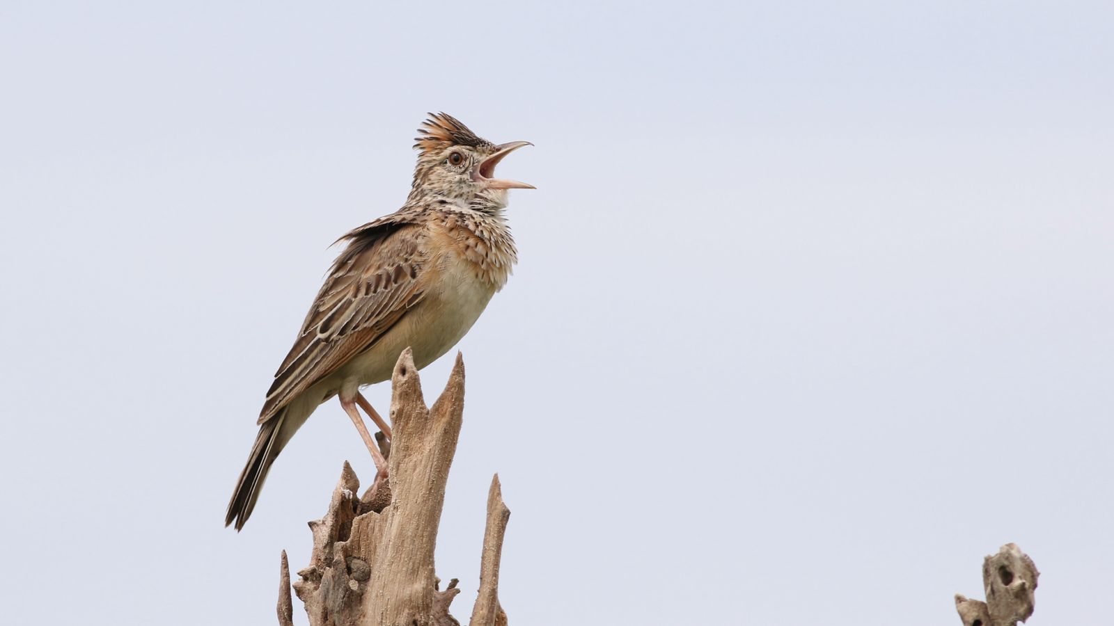Lark Bird Photos, Download The BEST Free Lark Bird Stock Photos & HD Images