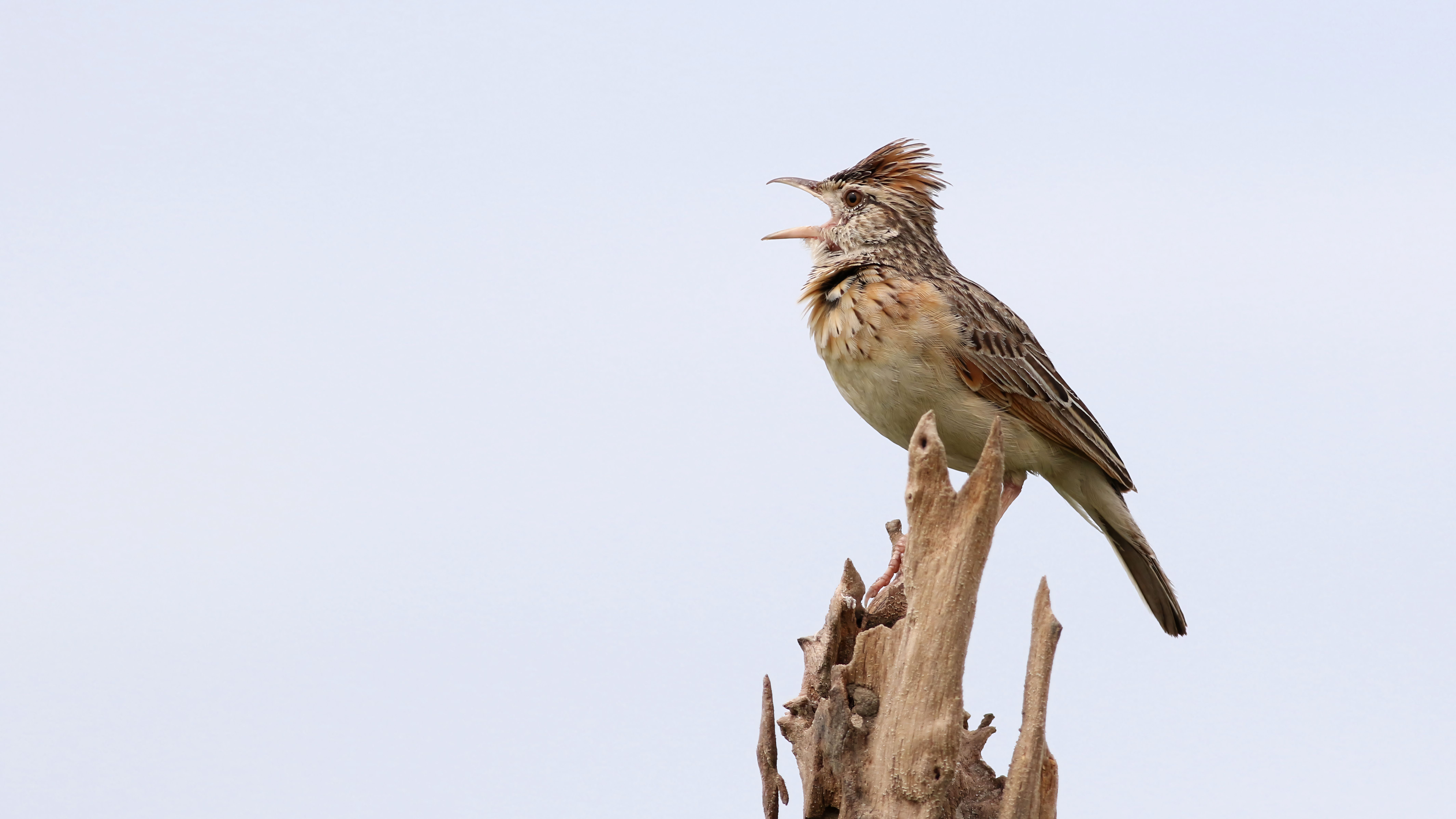 Rufous-naped Lark Singing in Botswana · Free Stock Photo