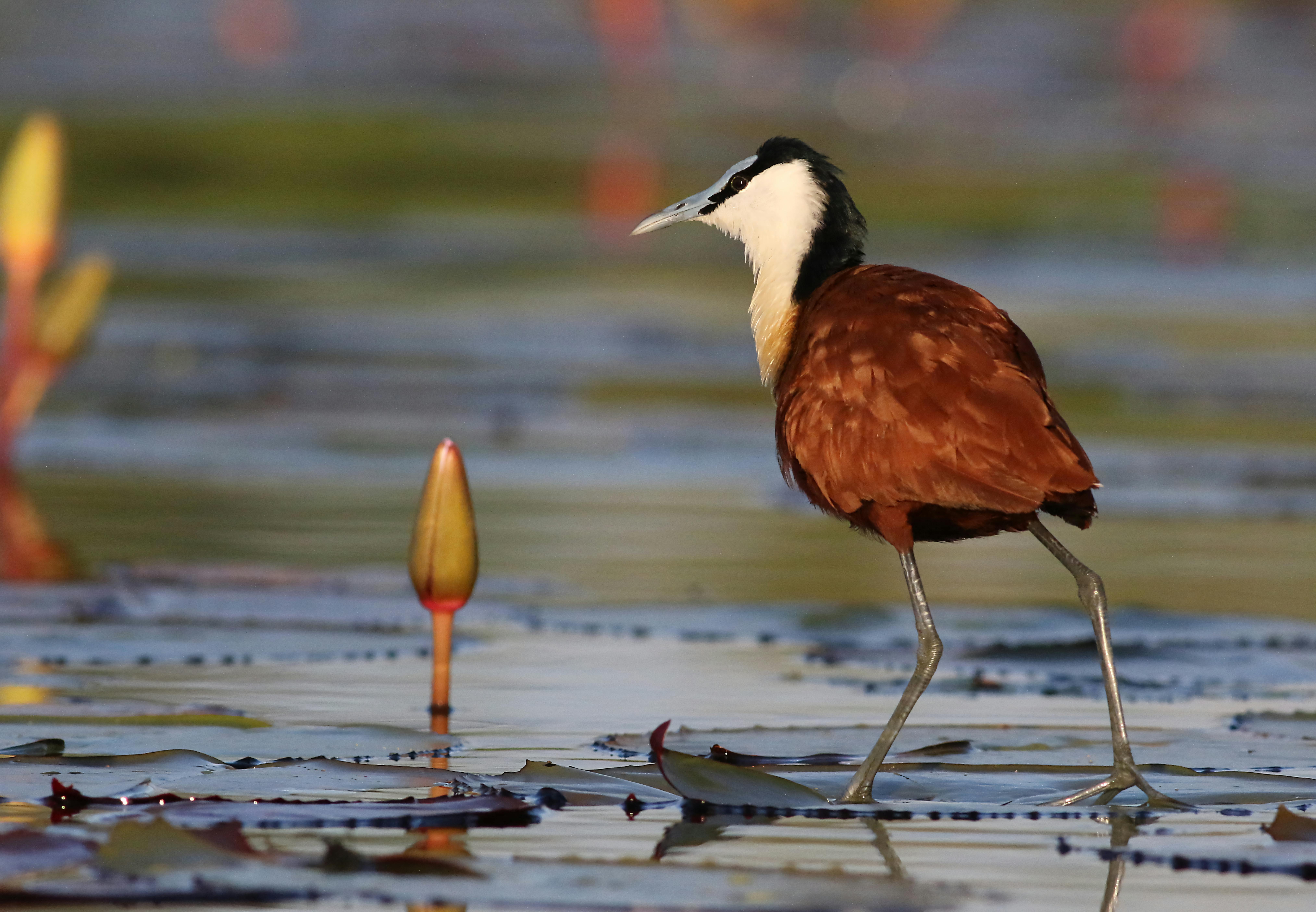 African Jacana on Chobe River Waterscape · Free Stock Photo
