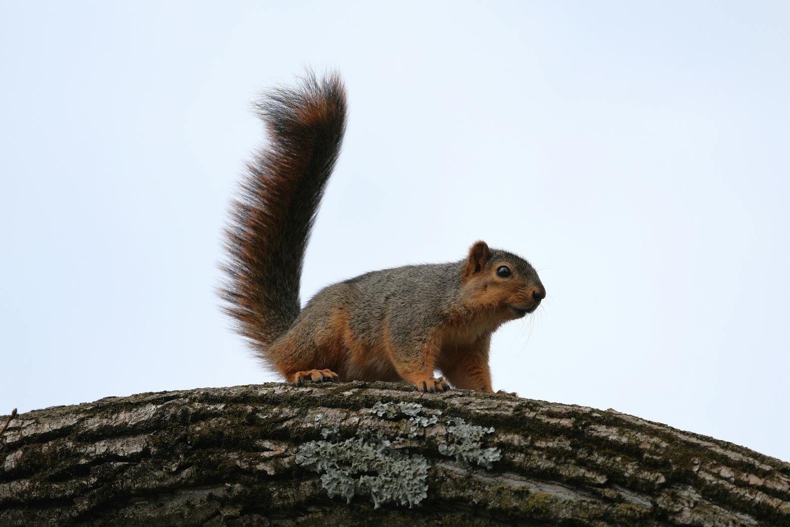 Eastern Fox Squirrel: Overview and Ecological Role Explained