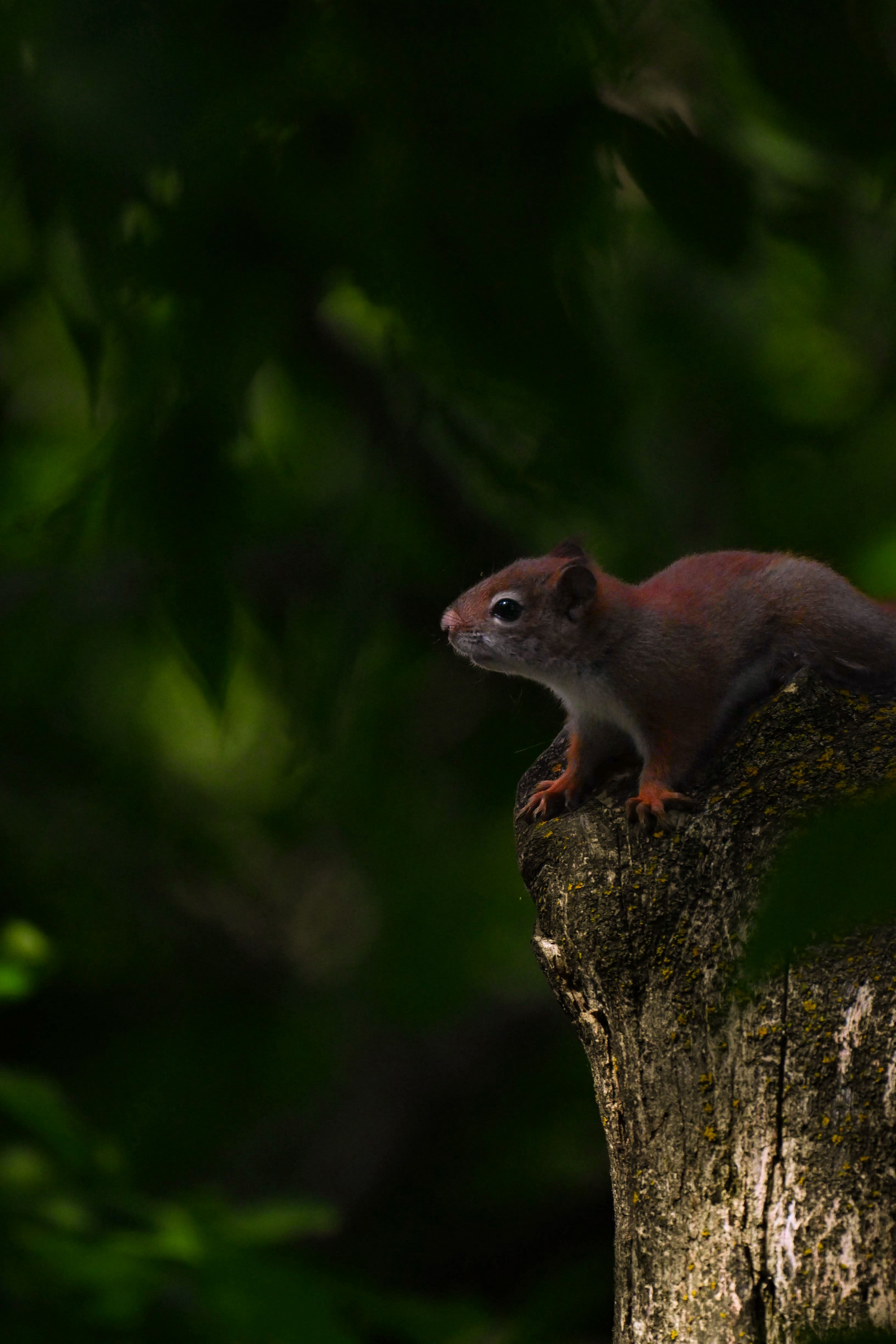 Squirrel Animated Photos, Download The BEST Free Squirrel Animated ...