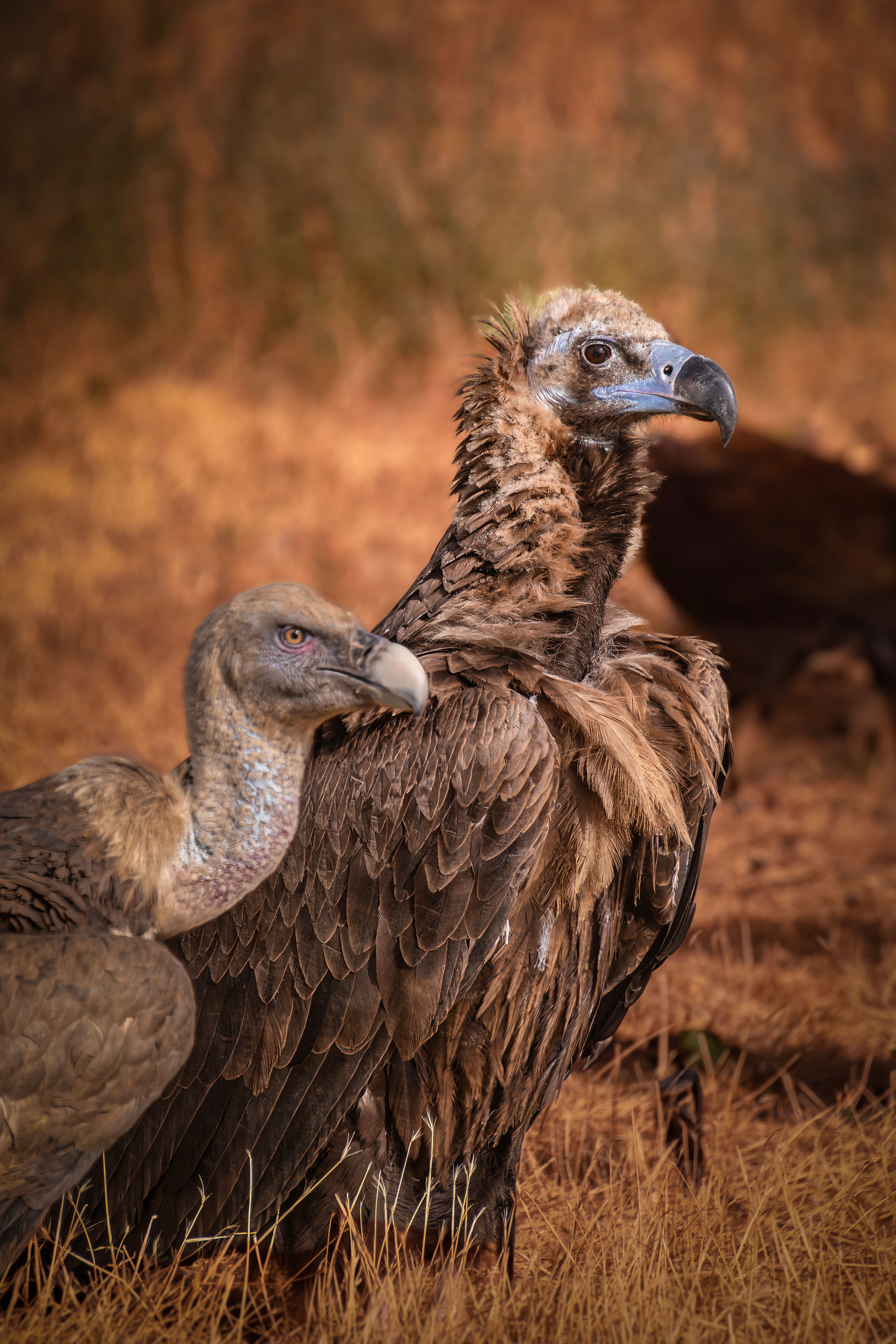 Vultures Bird Photos, Download The BEST Free Vultures Bird Stock Photos ...