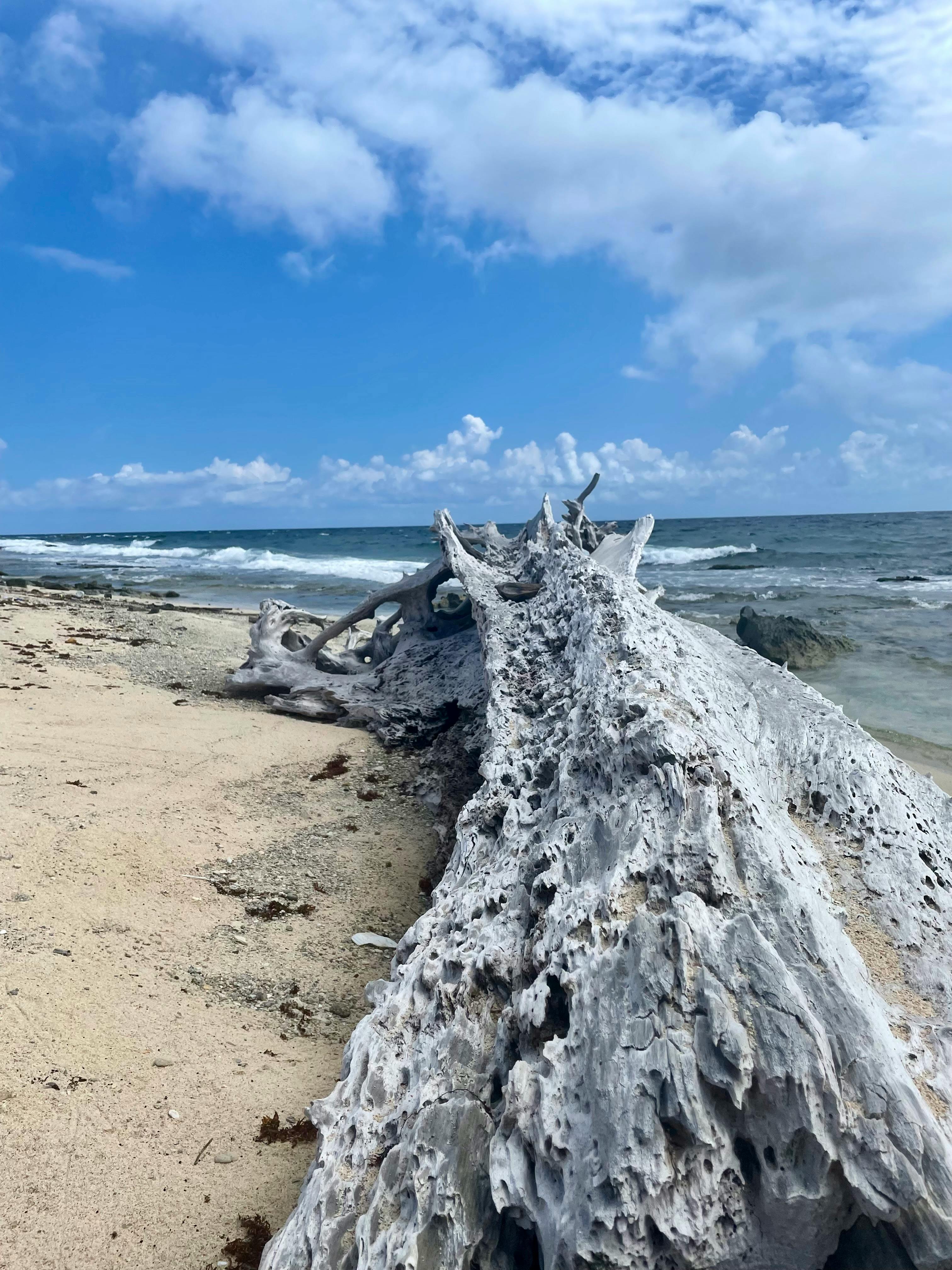 Bai Log Photos, Download The BEST Free Bai Log Stock Photos & HD Images